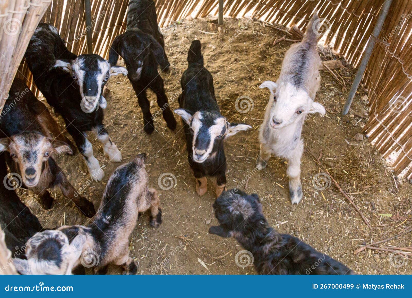 Goats in a Nomad Camp in Zagros Mountains, Ir Stock Image - Image of ...