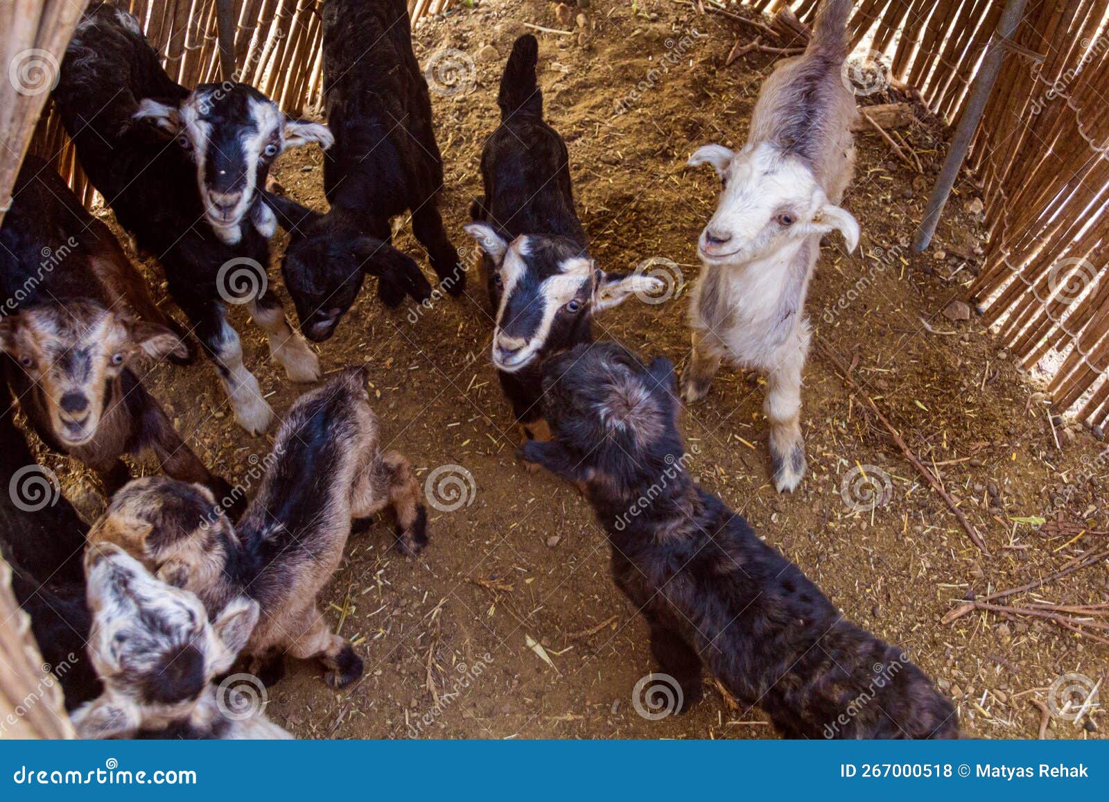 Goats in a Nomad Camp in Zagros Mountains, Ir Stock Photo - Image of ...