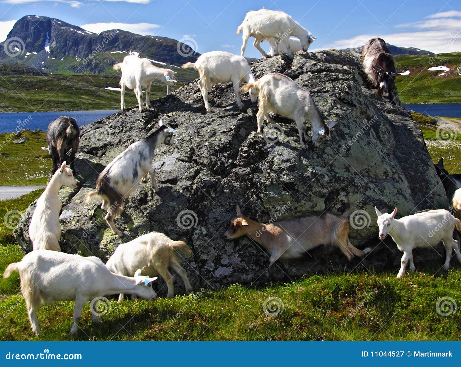 Goats in Norway stock image. Image of domestic, cute - 11044527