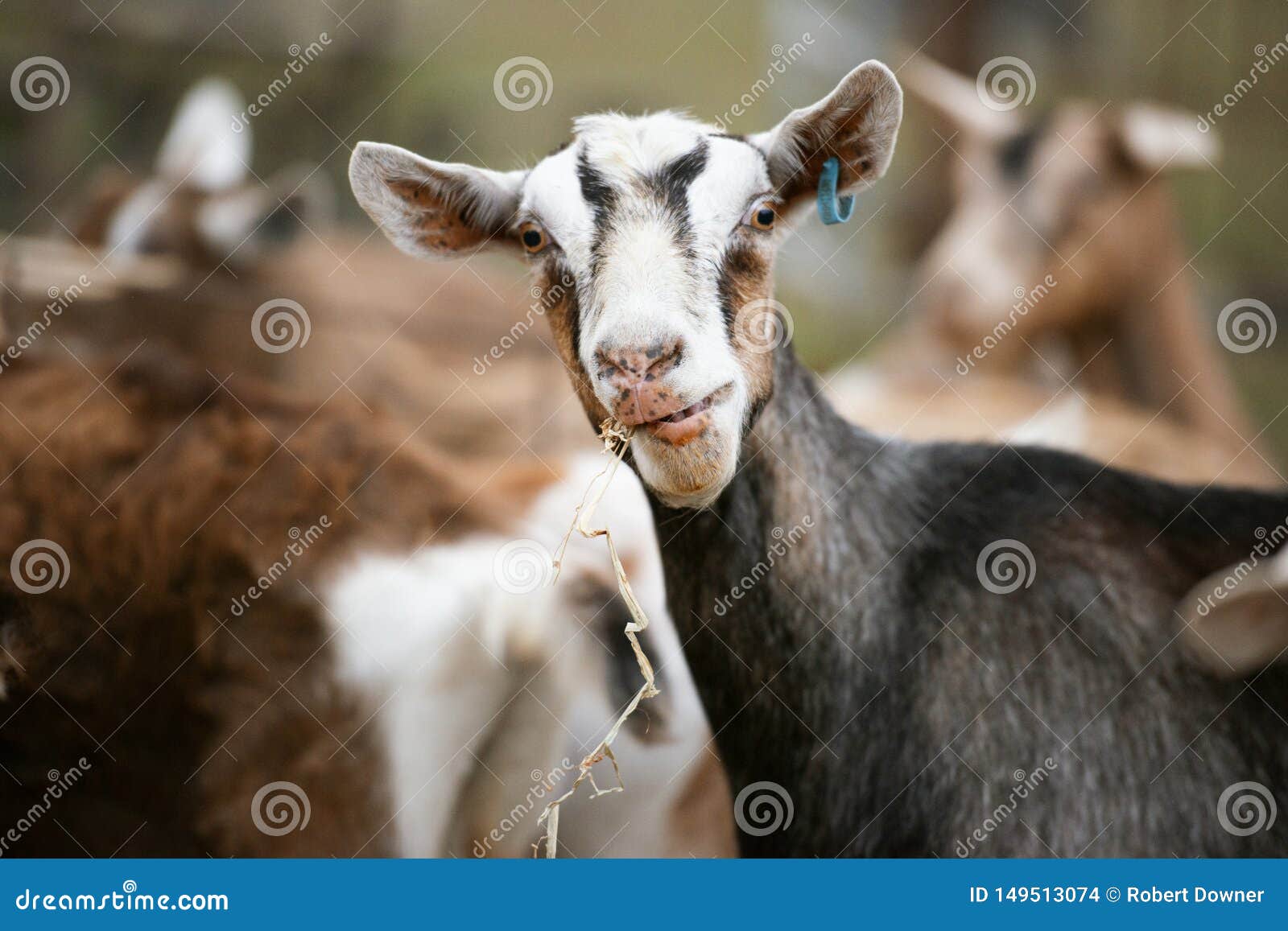 Goats Outside during the Day Stock Photo - Image of cute, nature: 149513074