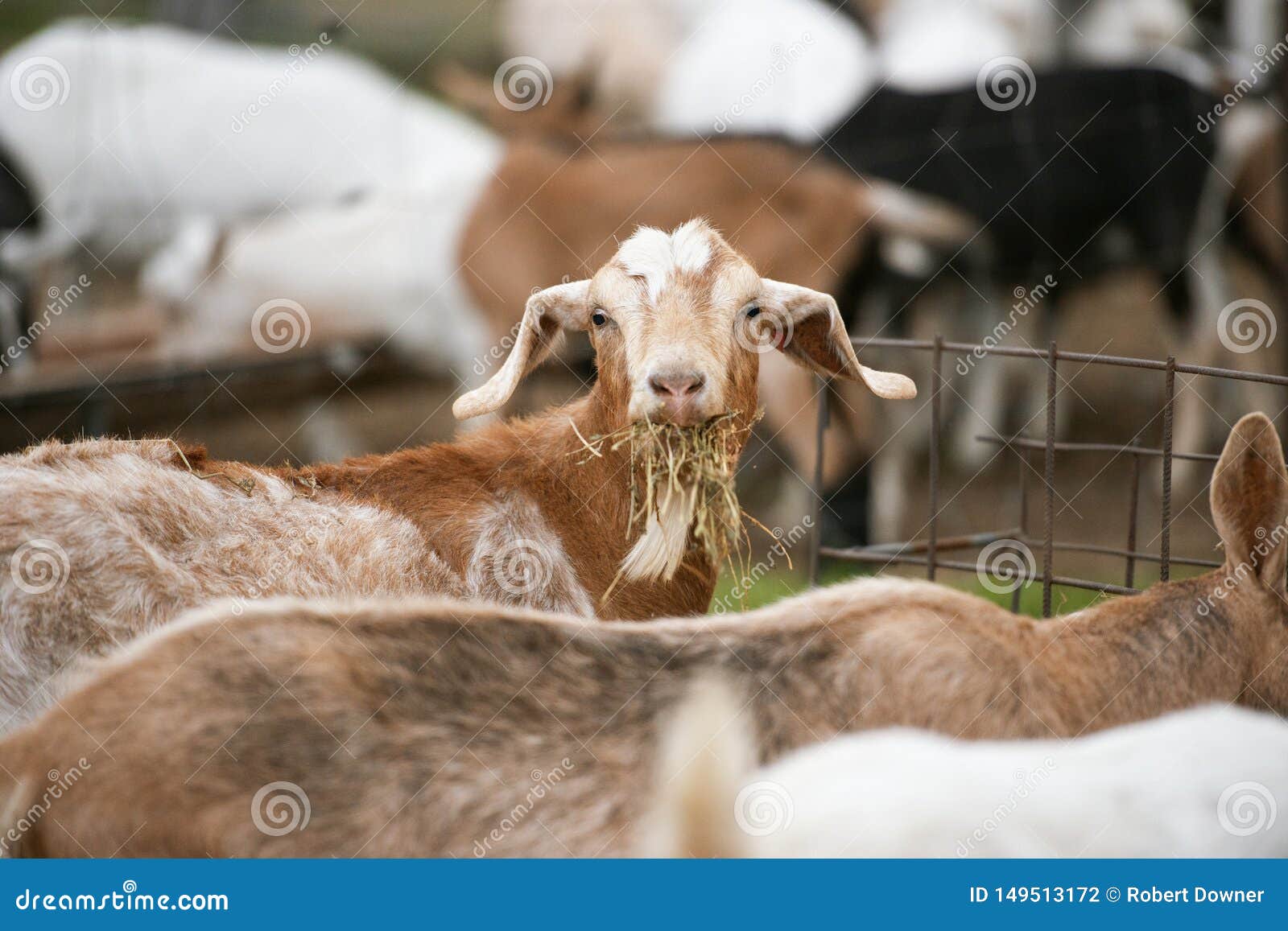 Goats Outside during the Day Stock Photo - Image of mammal, animals ...