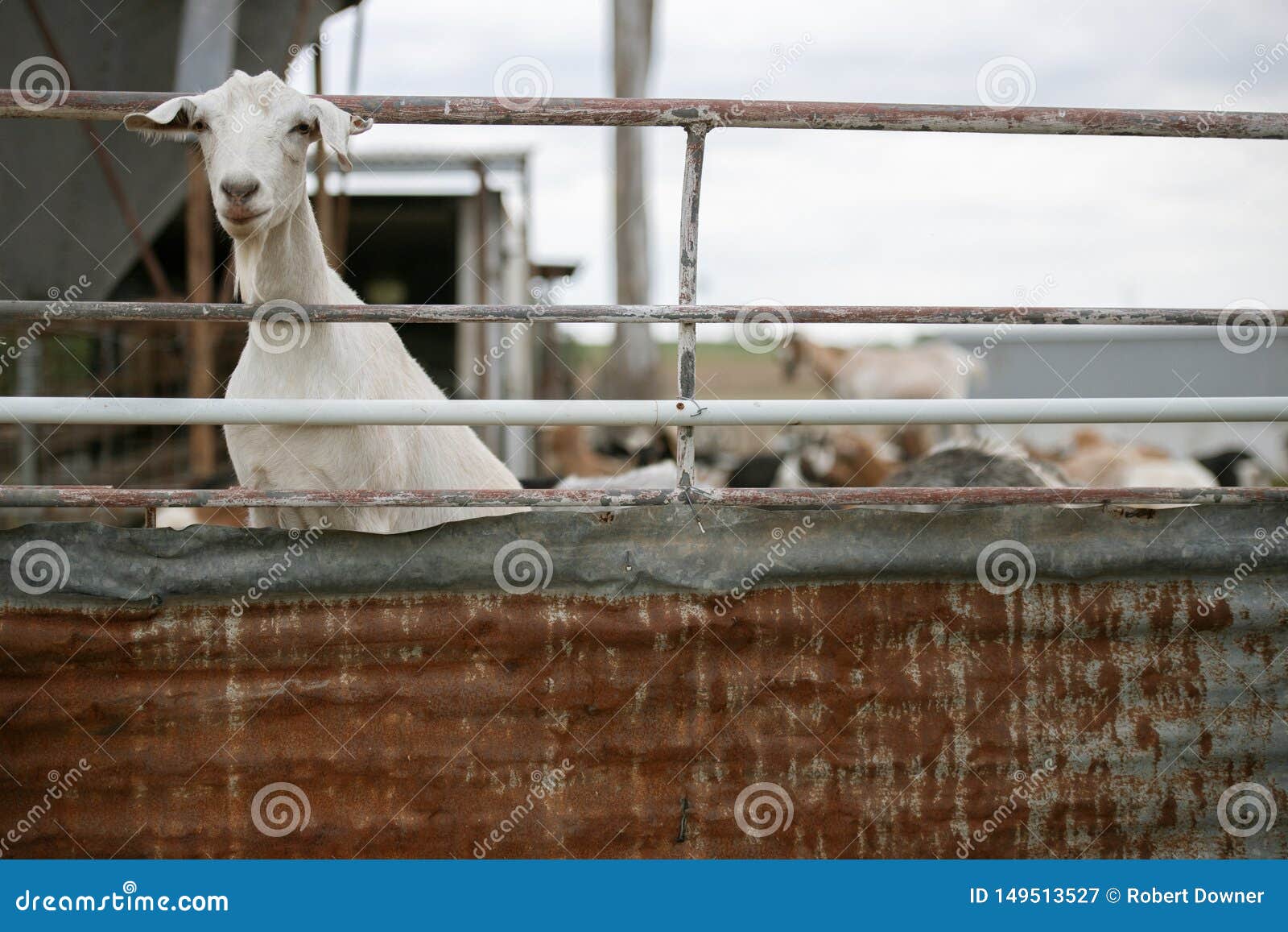 Goats Outside during the Day Stock Image - Image of soft, hair: 149513527