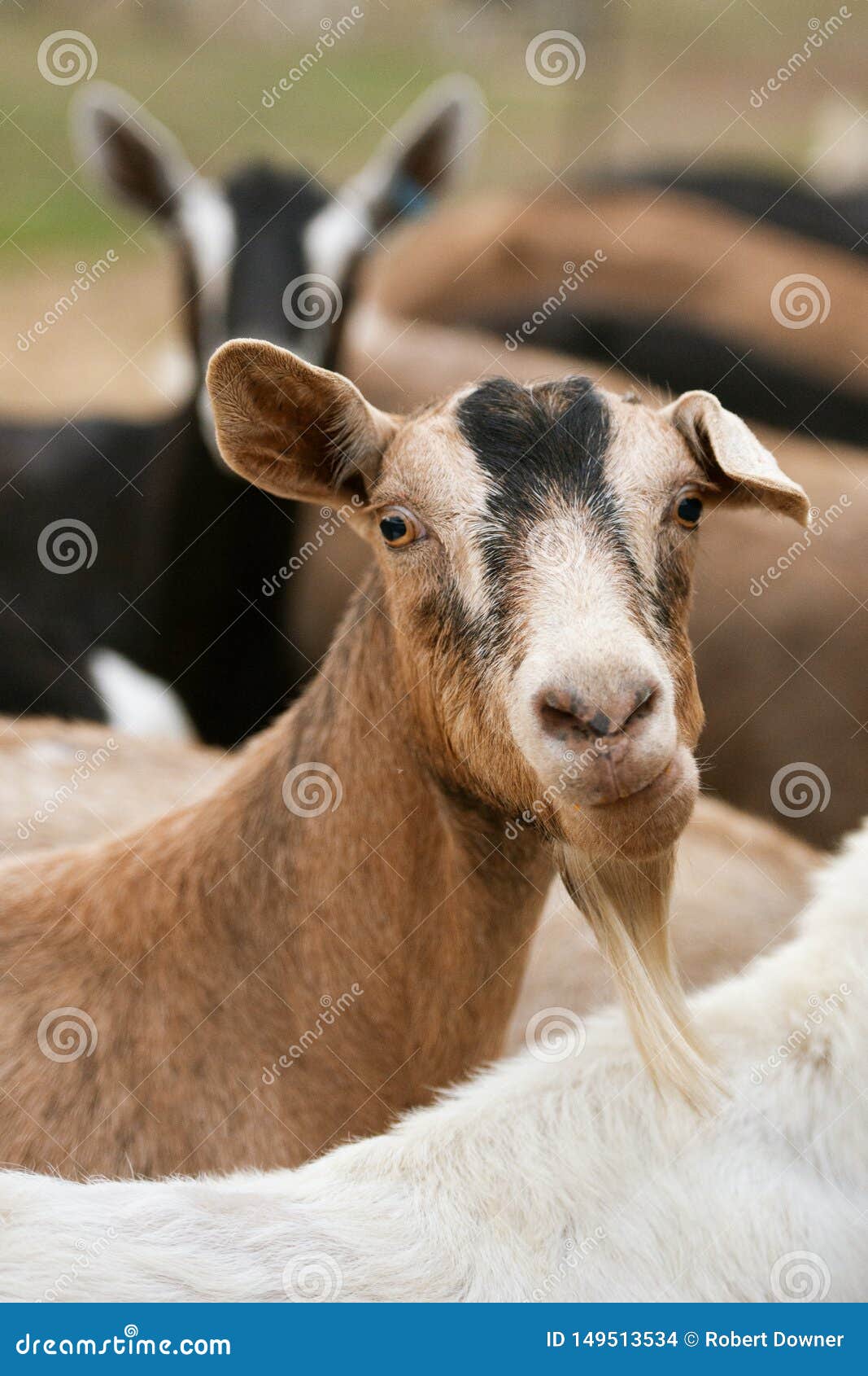 Goats Outside during the Day Stock Photo - Image of mammal, cute: 149513534