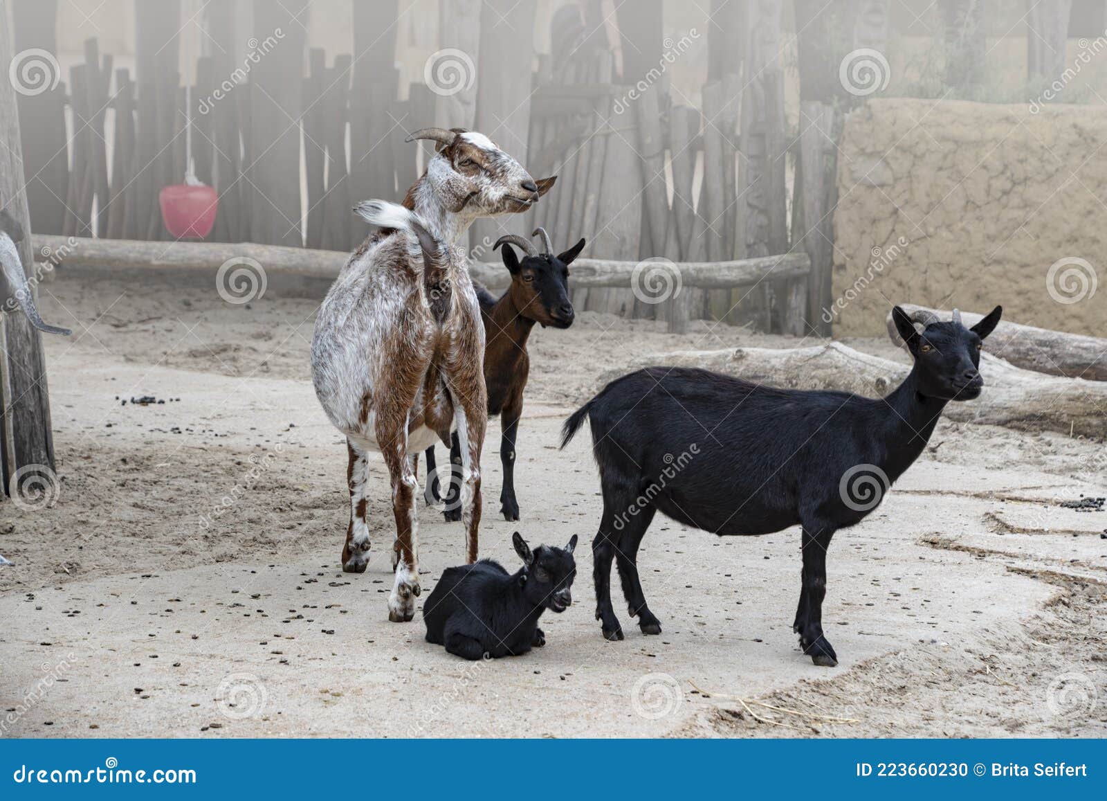 Goats in the Paddock. Black and White Goats on the Farm Stock Photo ...