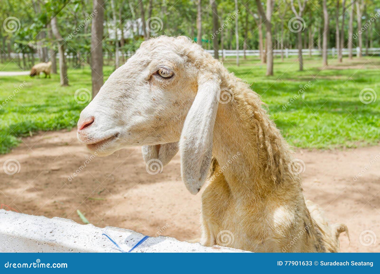 Goats in the paddock stock image. Image of paddock, animal - 77901633