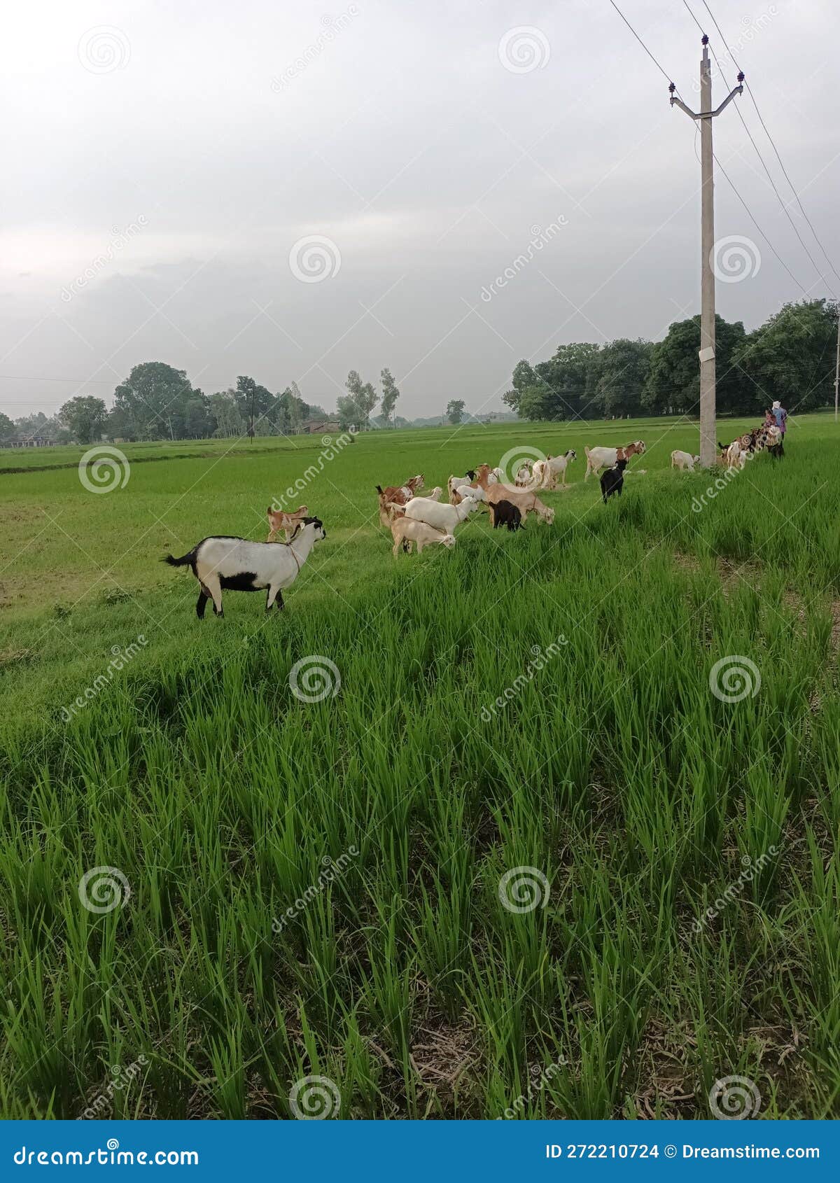 Goats in Paddy field stock photo. Image of forest, plant - 272210724