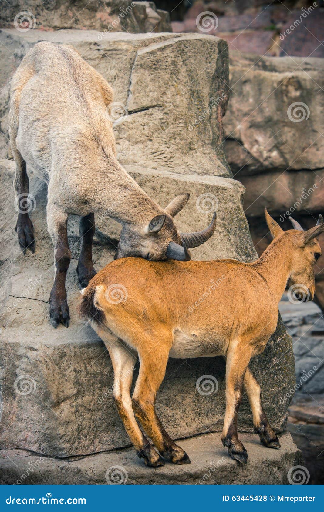 Goats stock photo. Image of livestock, horned, goat, mating - 63445428