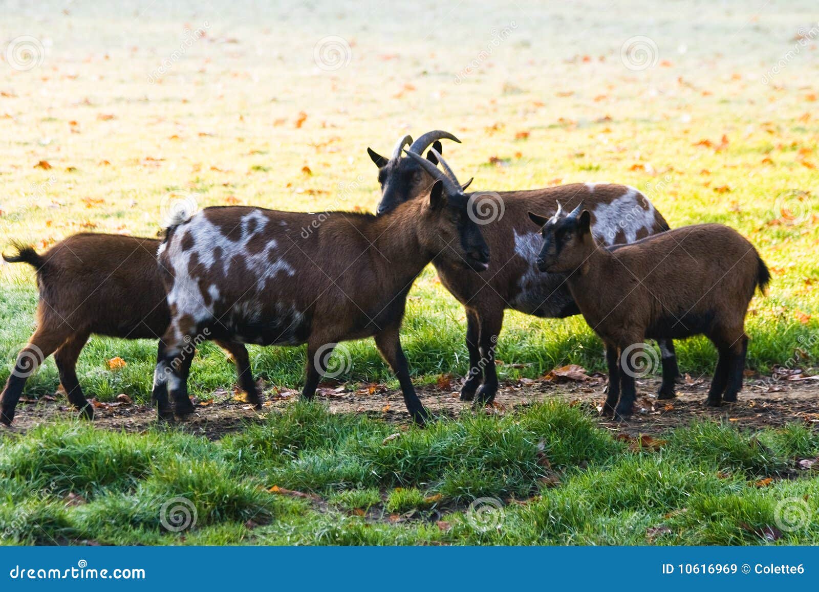 Goats in Park on Sunny Cold October Morning Stock Image - Image of farm ...
