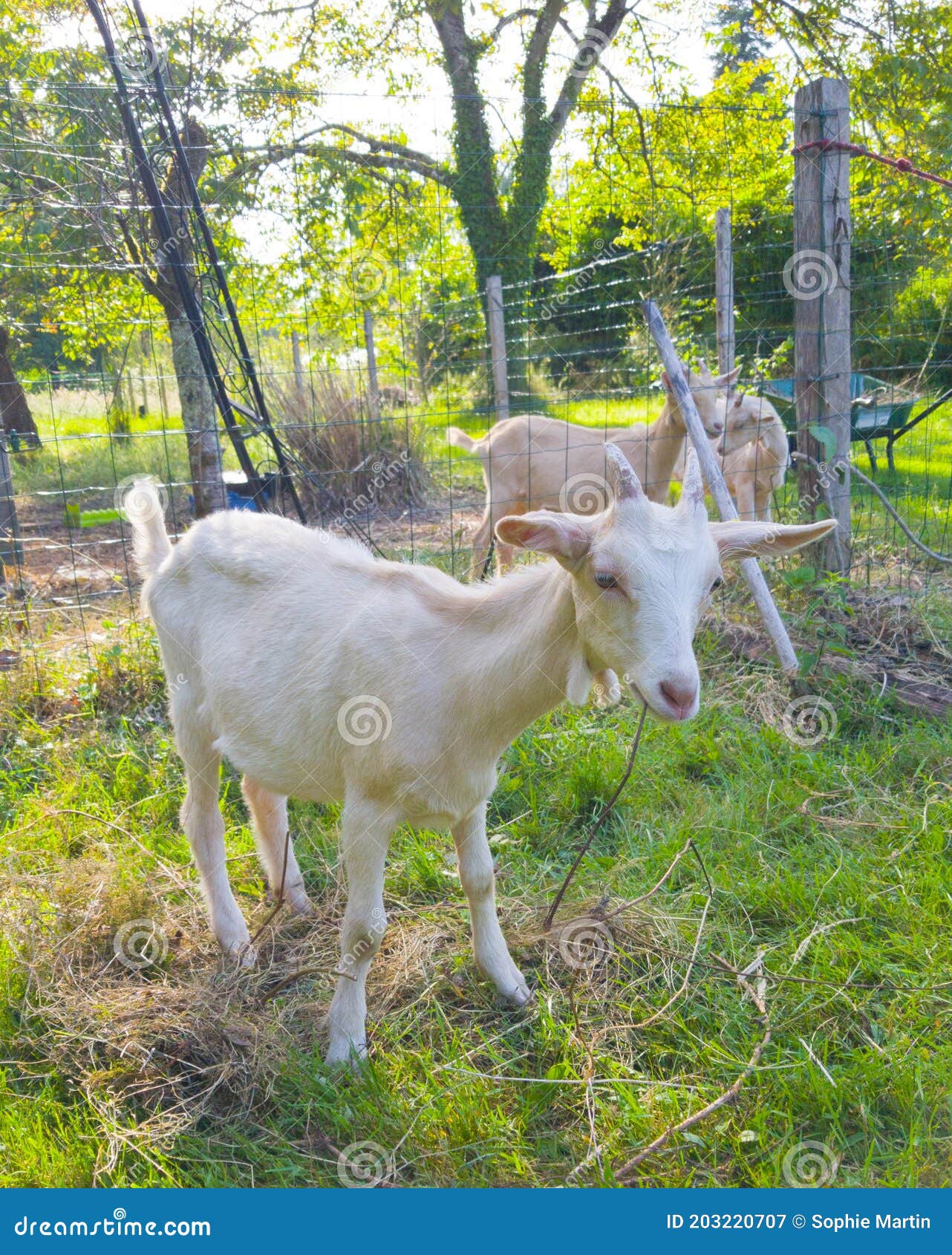 Goats in pasture stock image. Image of cattle, grassland - 203220707