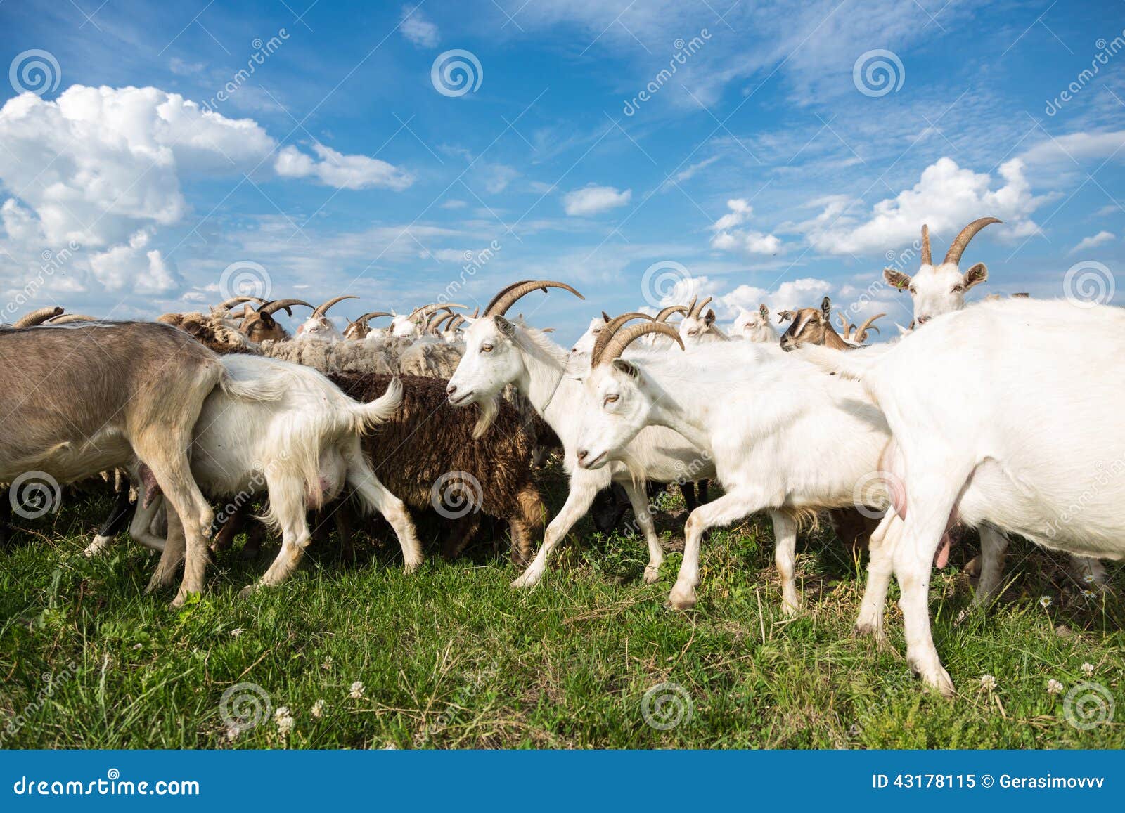 Goats on a pasture stock image. Image of goats, white - 43178115