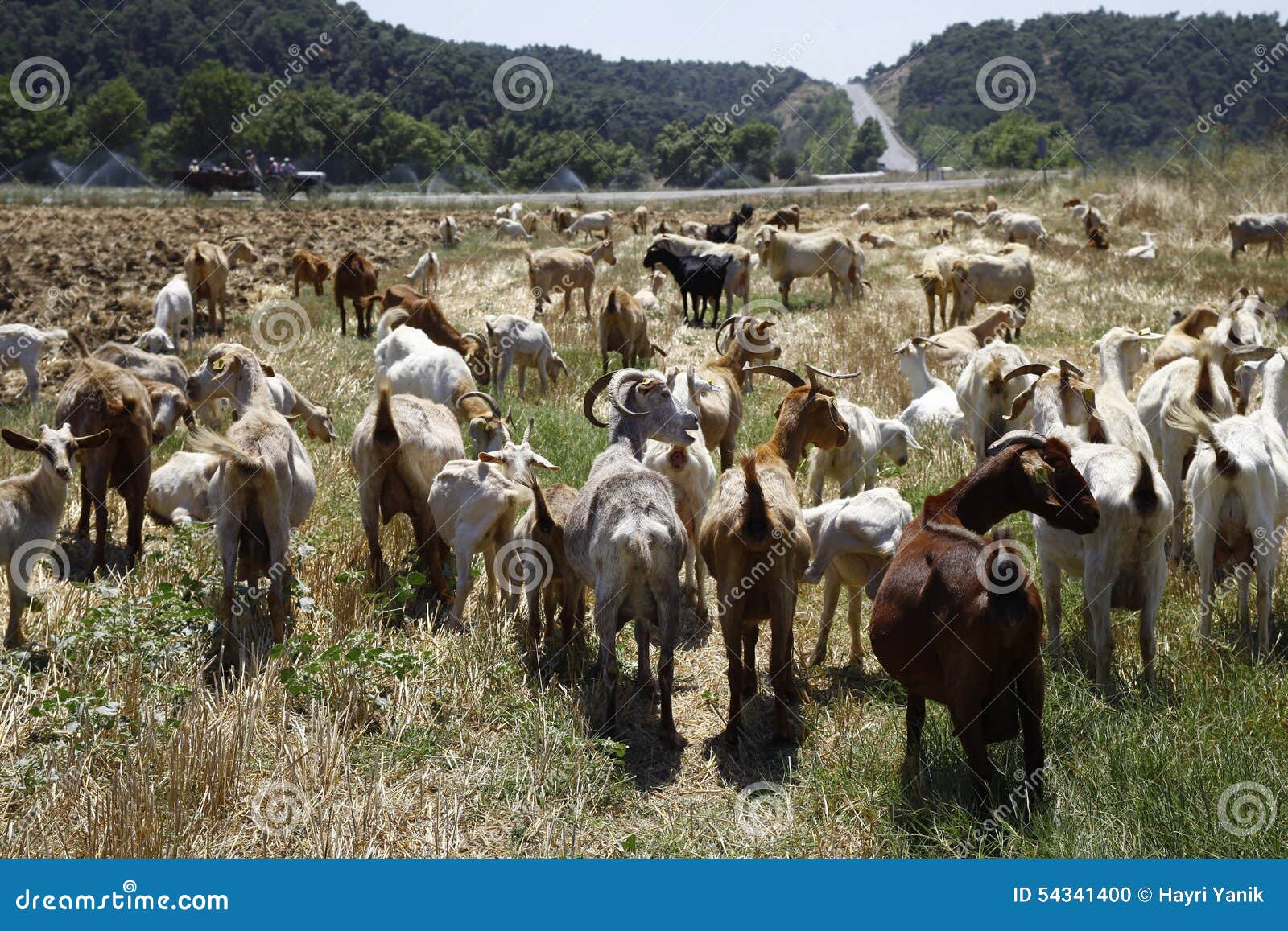 Goats in pasture stock photo. Image of animal, tractor - 54341400