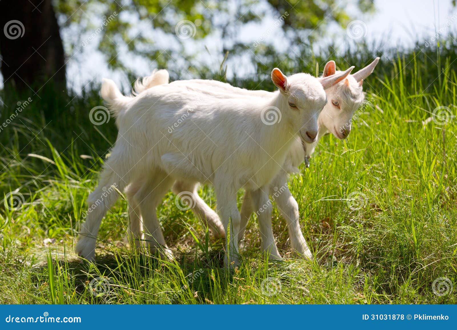 She-goats on pasture stock photo. Image of farming, pastoral - 31031878