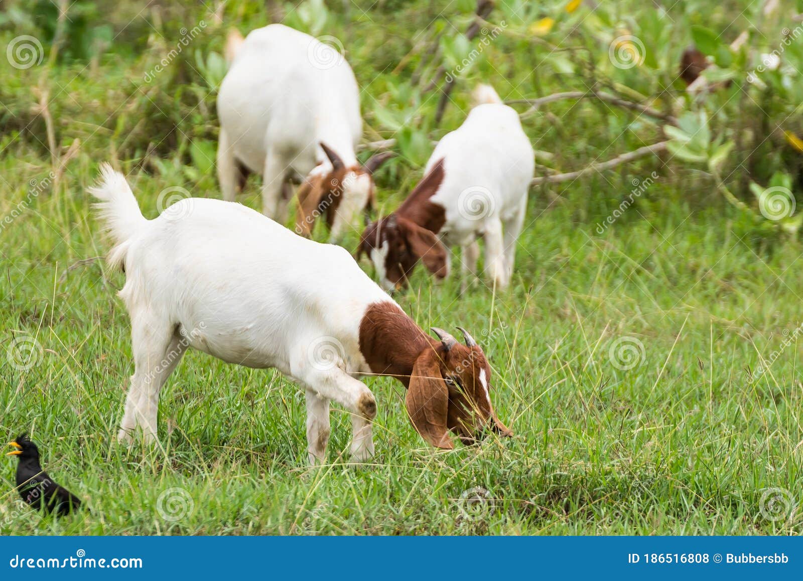 Goats in the Pasture of Organic Farm in Thailand Stock Photo - Image of ...