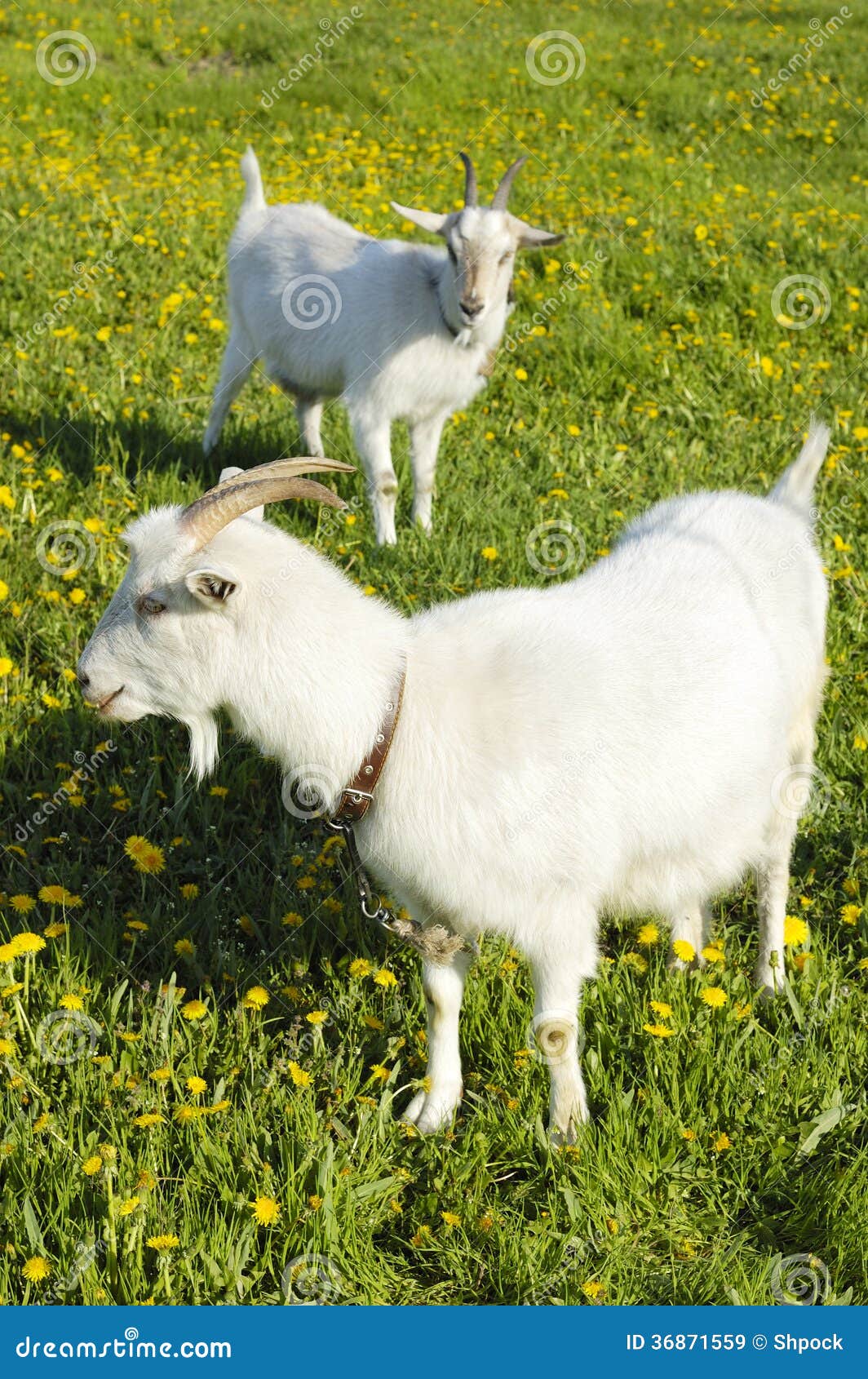 Goats in pasture stock image. Image of dandelion, green - 36871559