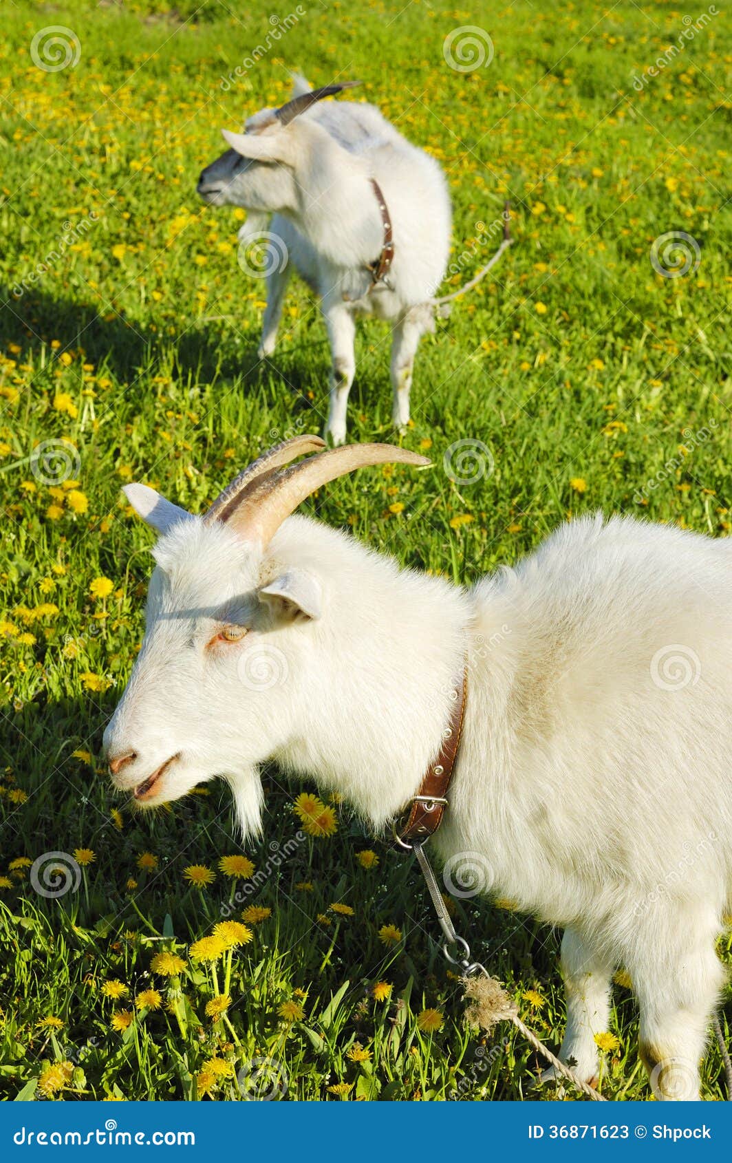 Goats in pasture stock image. Image of goat, animal, country - 36871623