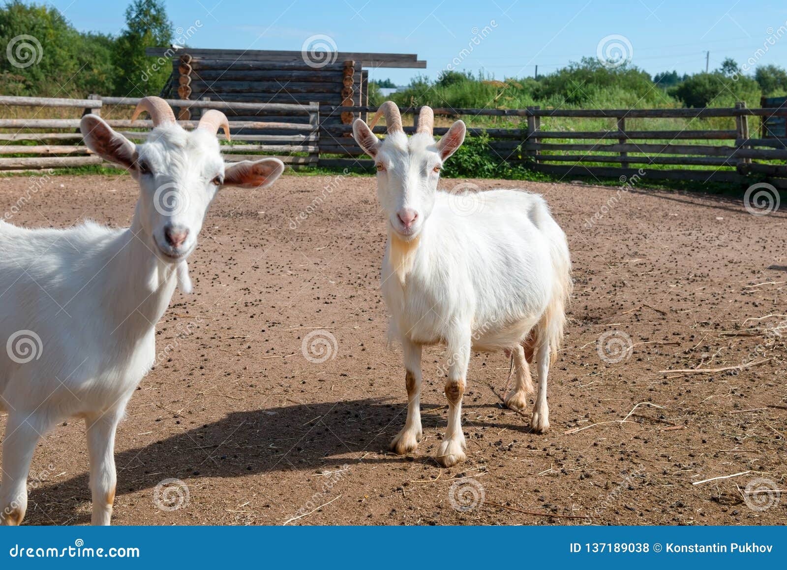 Two goats stock photo. Image of farm, strength, dairy - 137189038