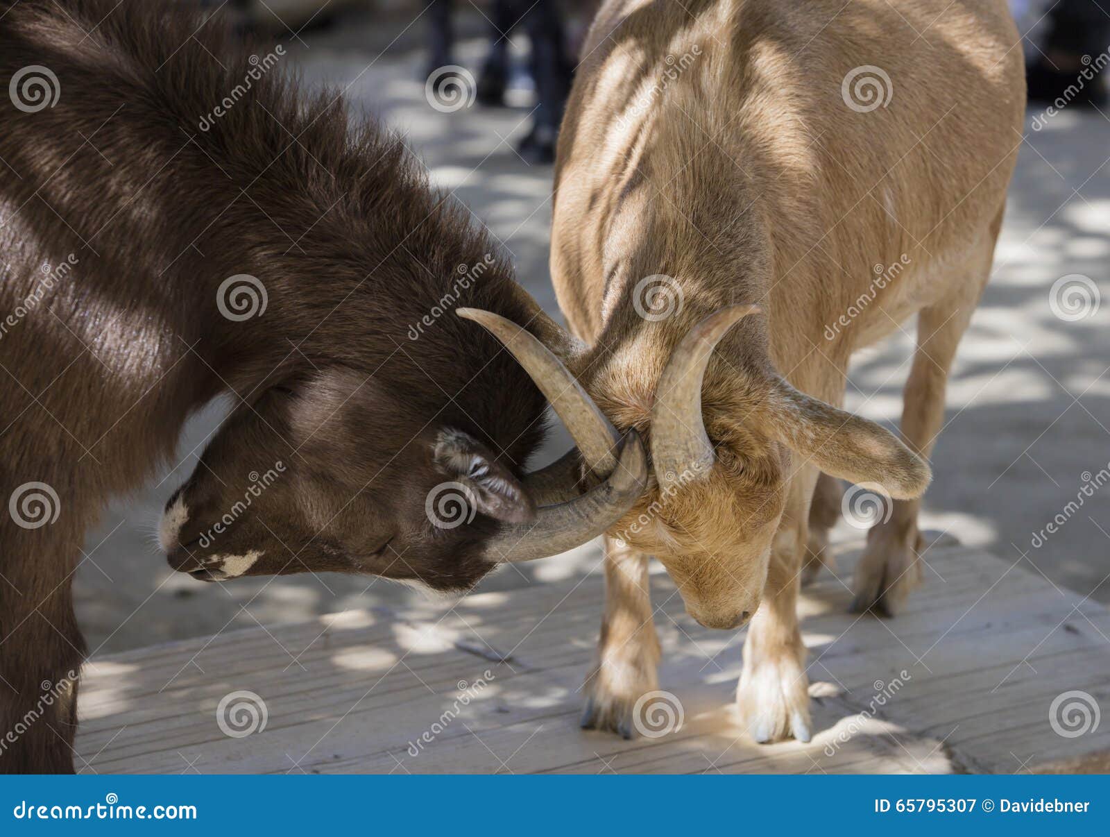 Goats Playing stock image. Image of caprinae, ruminants - 65795307
