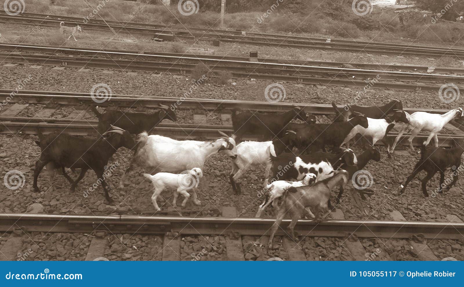 Goats on railway stock image. Image of group, india - 105055117
