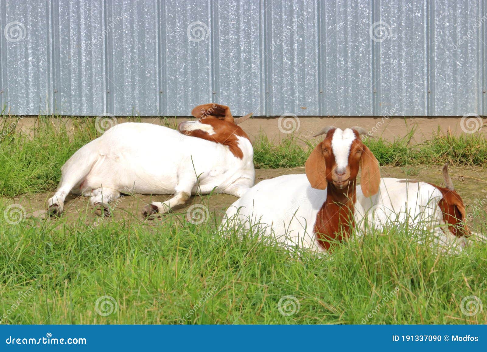 Goats Relaxing in Pasture stock photo. Image of animal - 191337090