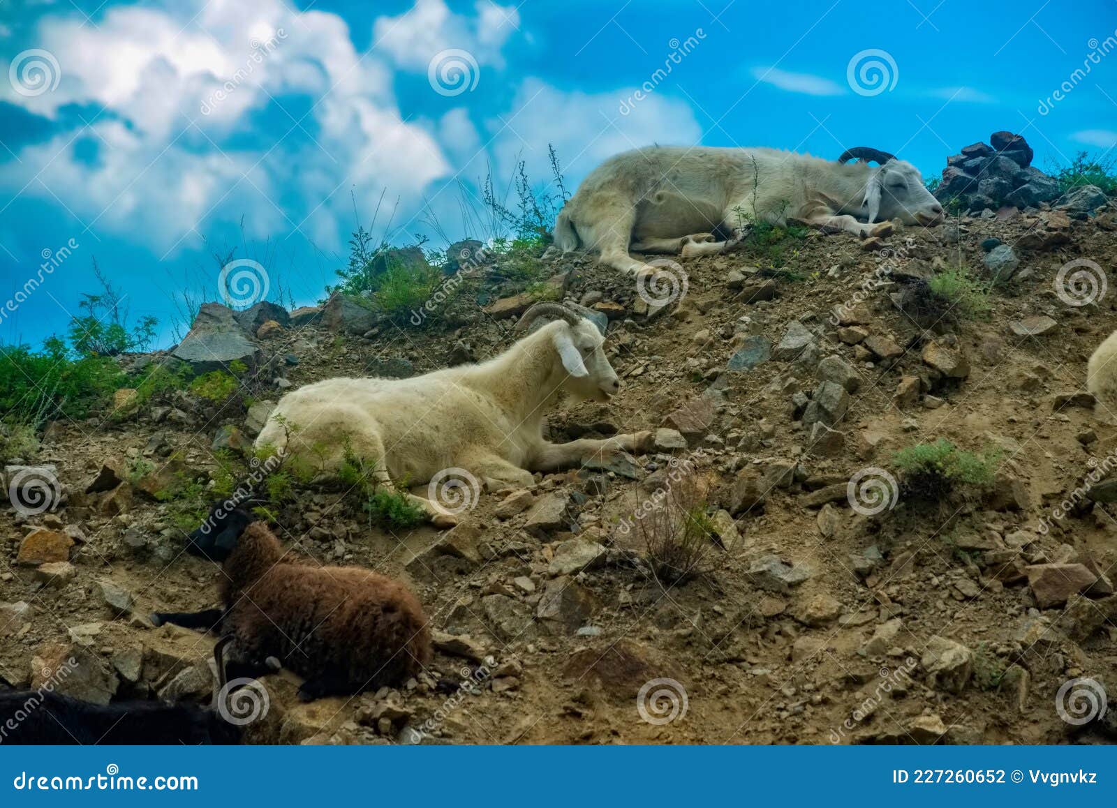 Goats are Resting in the Rocks on the Mountainside Stock Photo - Image ...