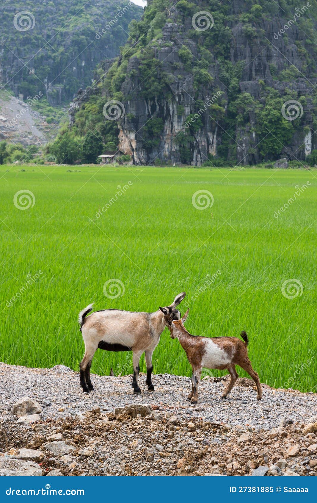 Goats and rice plantations stock image. Image of culture - 27381885