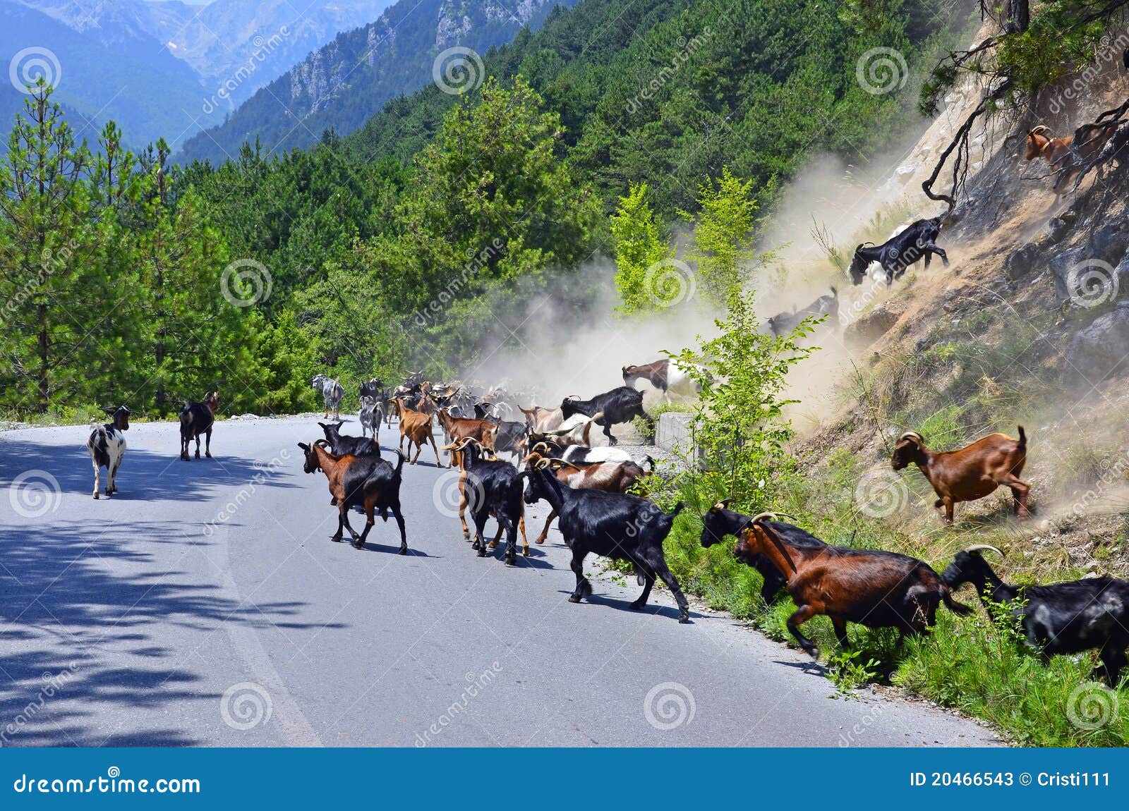 Goats on road stock image. Image of flock, farm, wild - 20466543