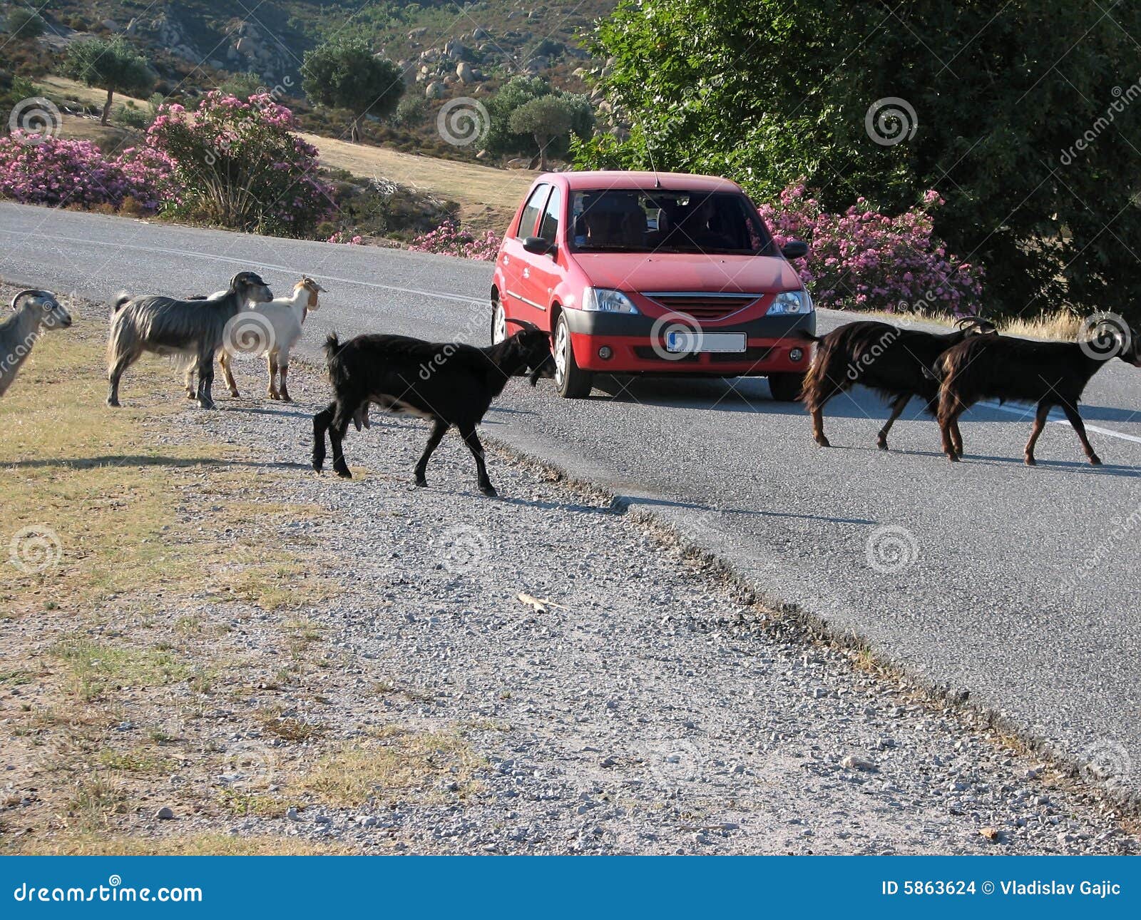 Goats on the road stock photo. Image of group, stone, flock - 5863624