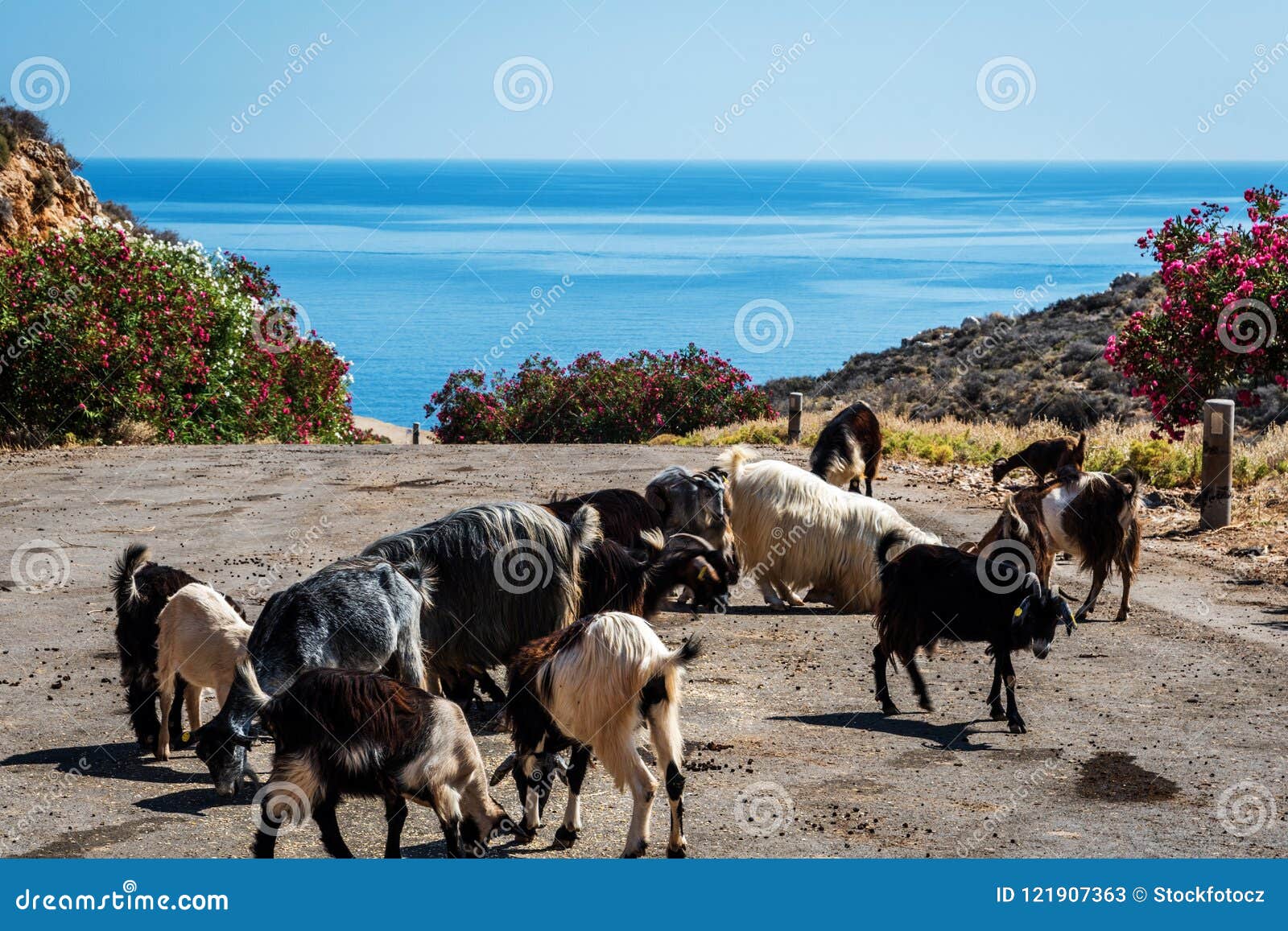Goat in crete stock image. Image of greek, coast, coastline - 121907363