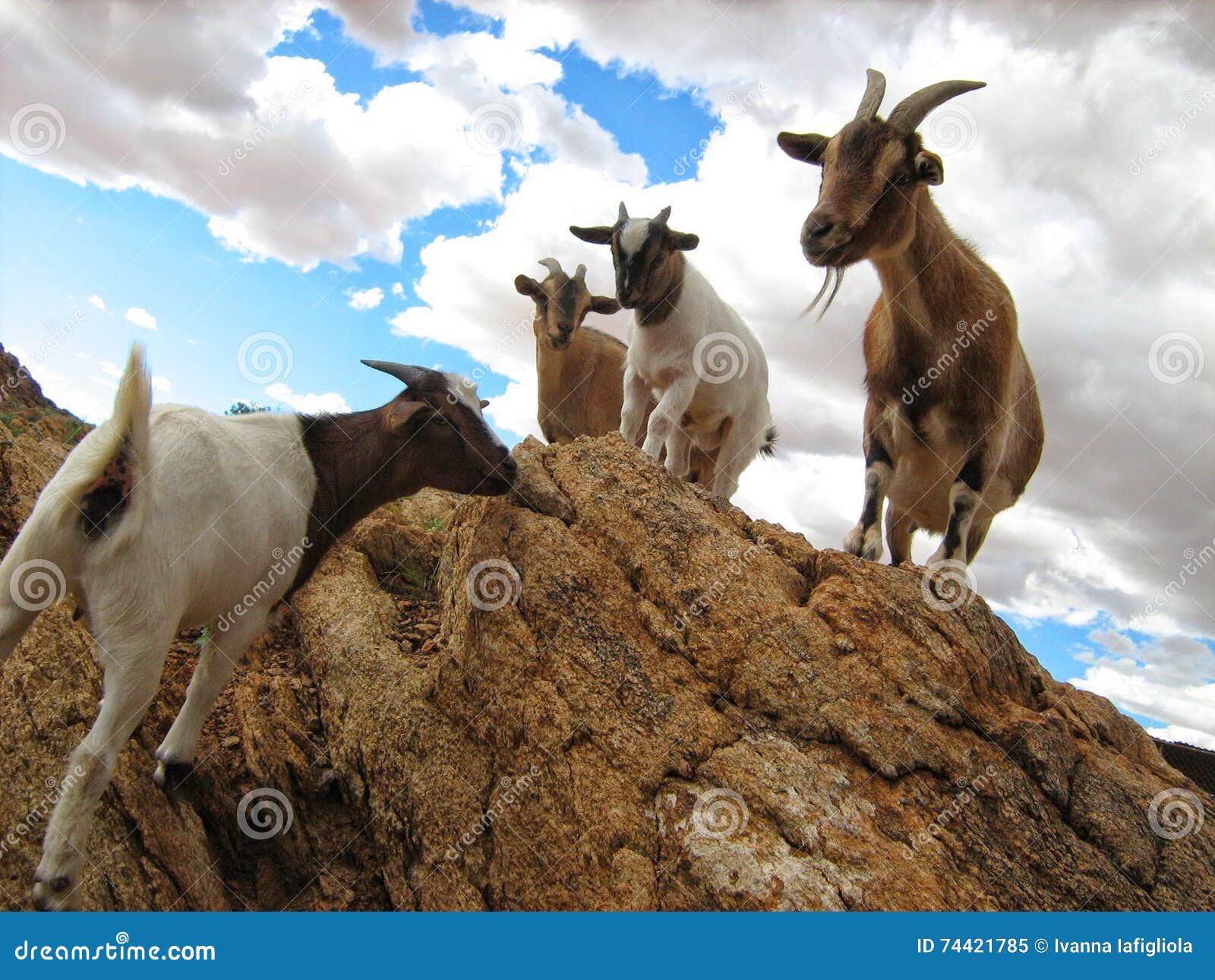 Goats stock image. Image of animals, climbing, rock, clouds - 74421785