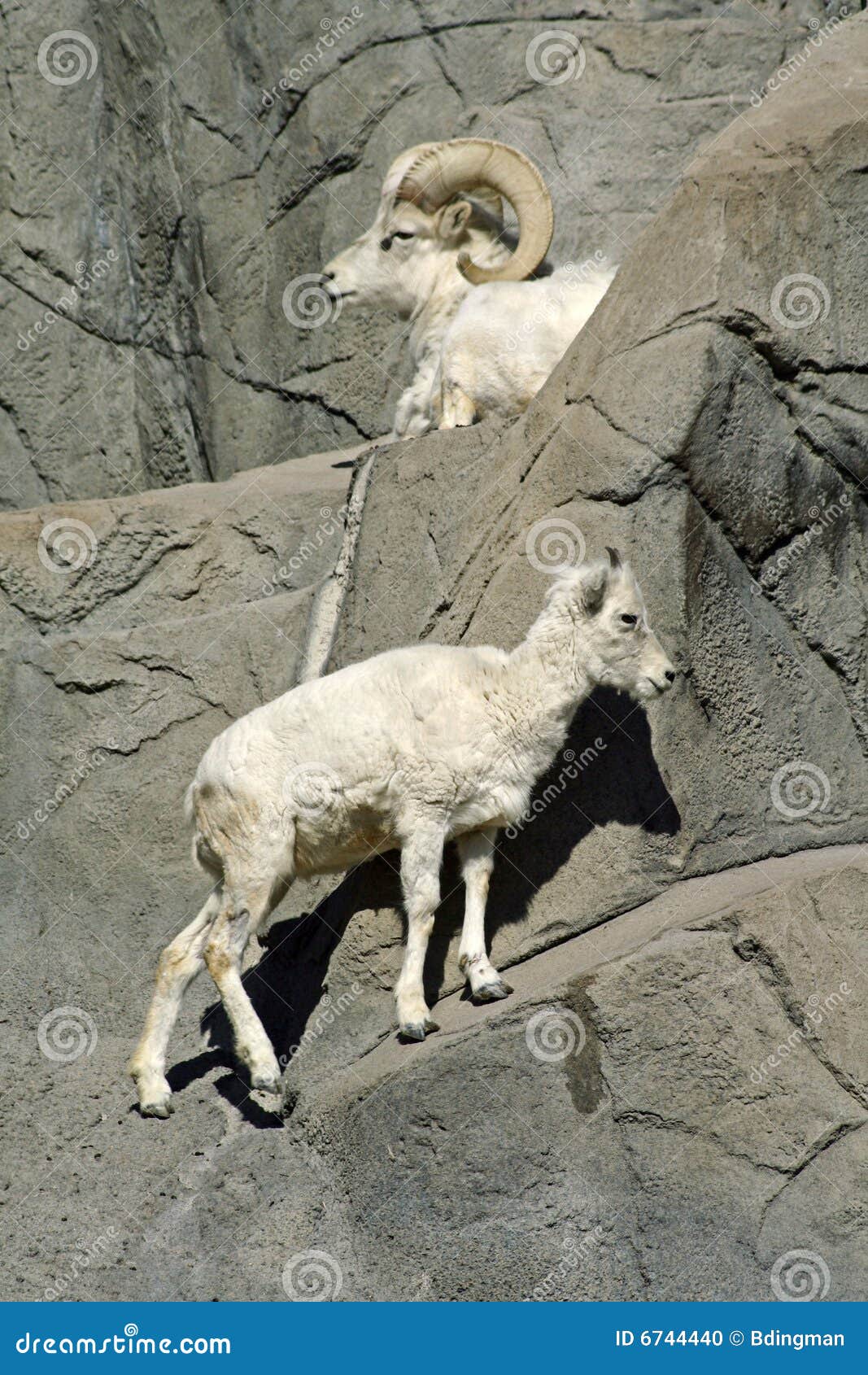 Goats on rocks stock photo. Image of family, goats, farm - 6744440