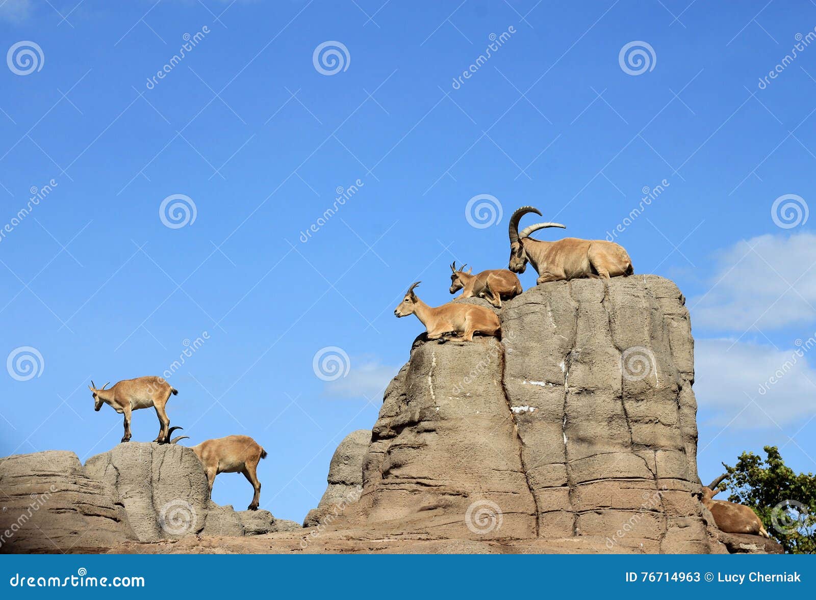 Goats on the rocks stock image. Image of cave, mammal - 76714963