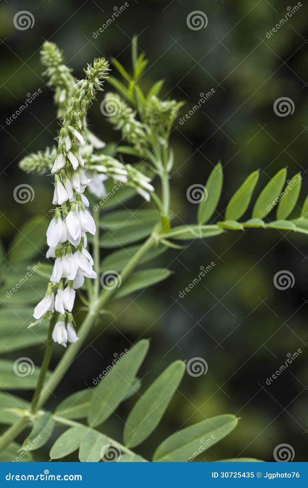 Goats Rue stock image. Image of officinalis, galega, healing - 30725435