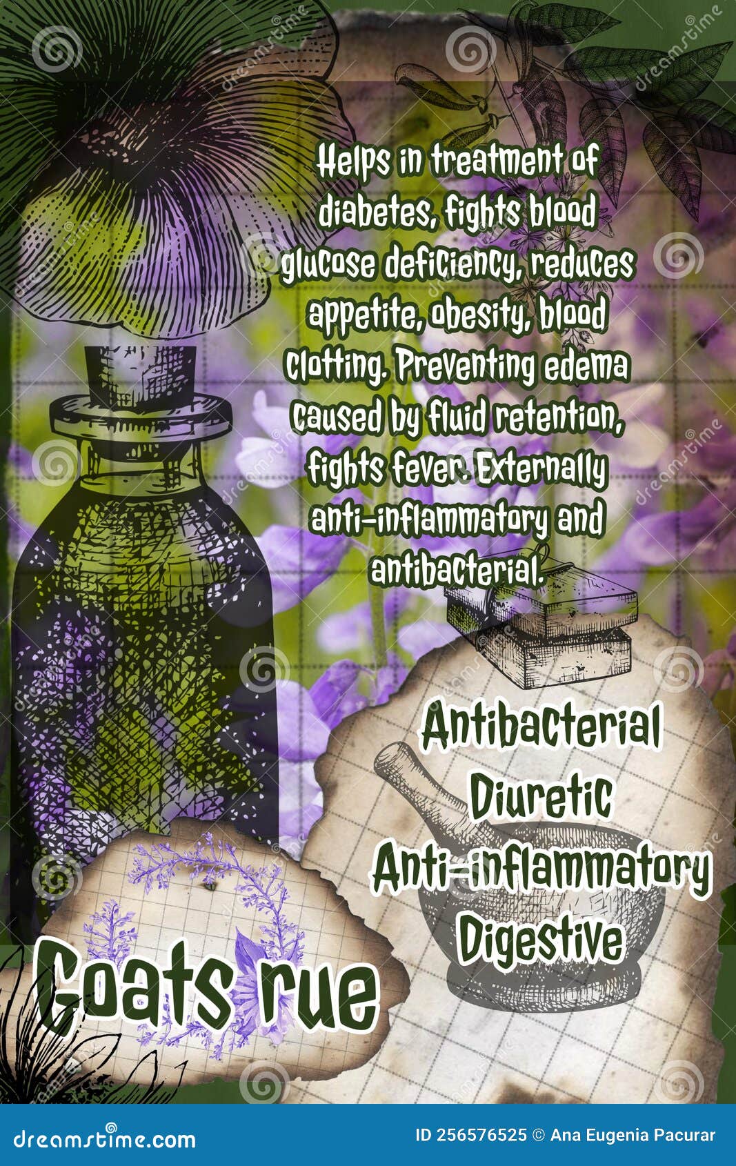 Goats Rue Vintage Notebook Herbal Page Stock Illustration ...