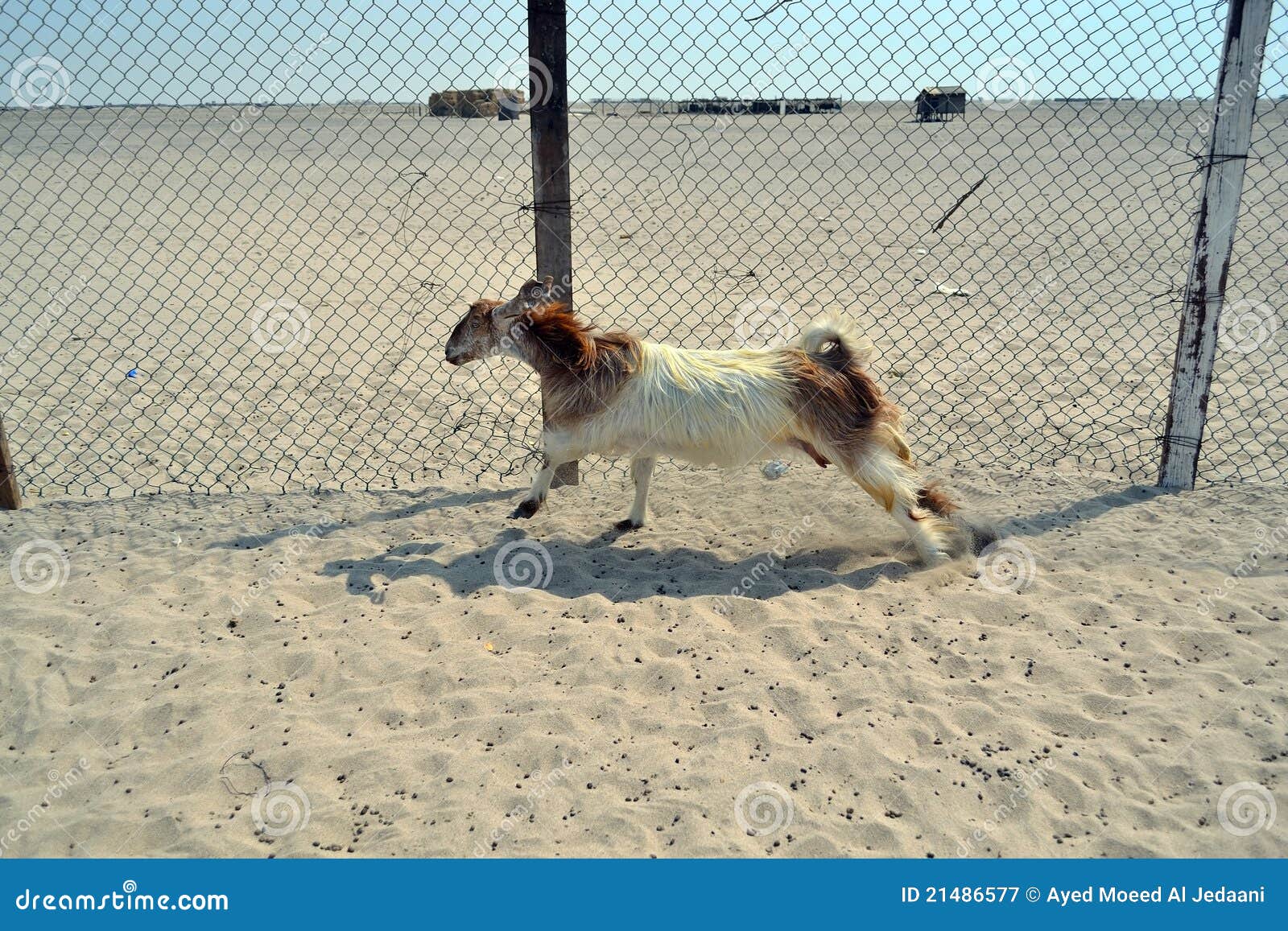 Goats run stock image. Image of outskirts, light, farm - 21486577