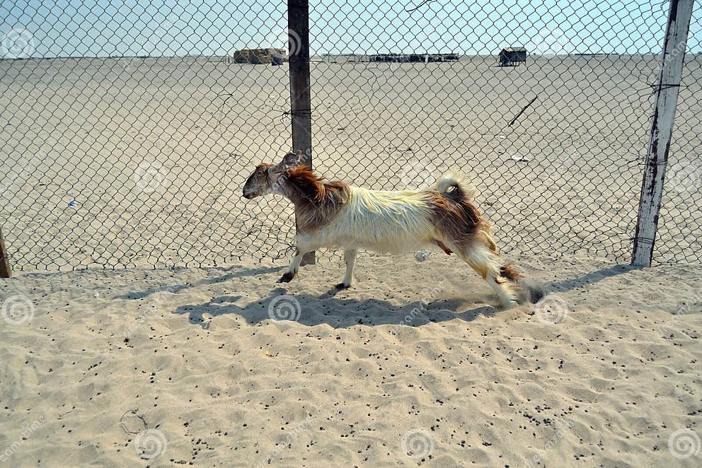 Goats run stock image. Image of outskirts, light, farm - 21486577