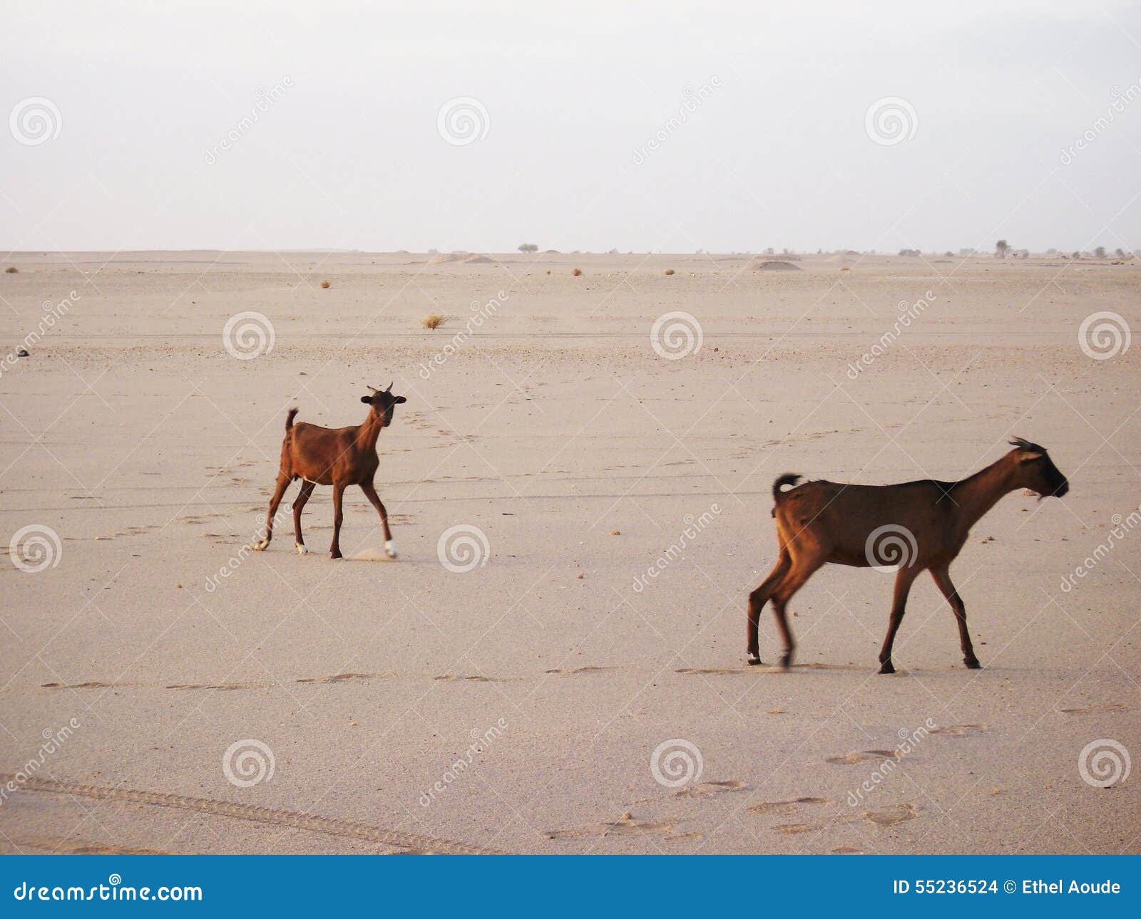 Goats in Sahara desert stock photo. Image of relaxation - 55236524