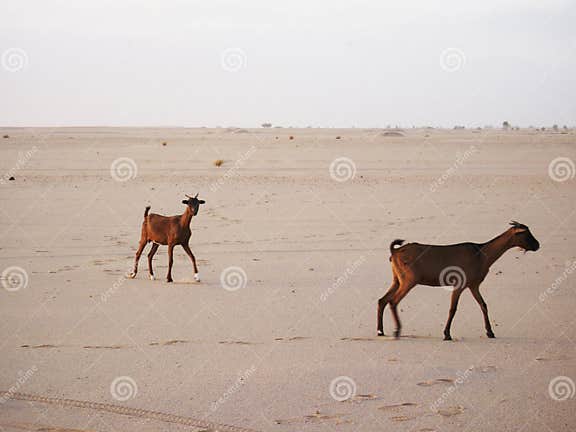 Goats in Sahara desert stock photo. Image of relaxation - 55236524
