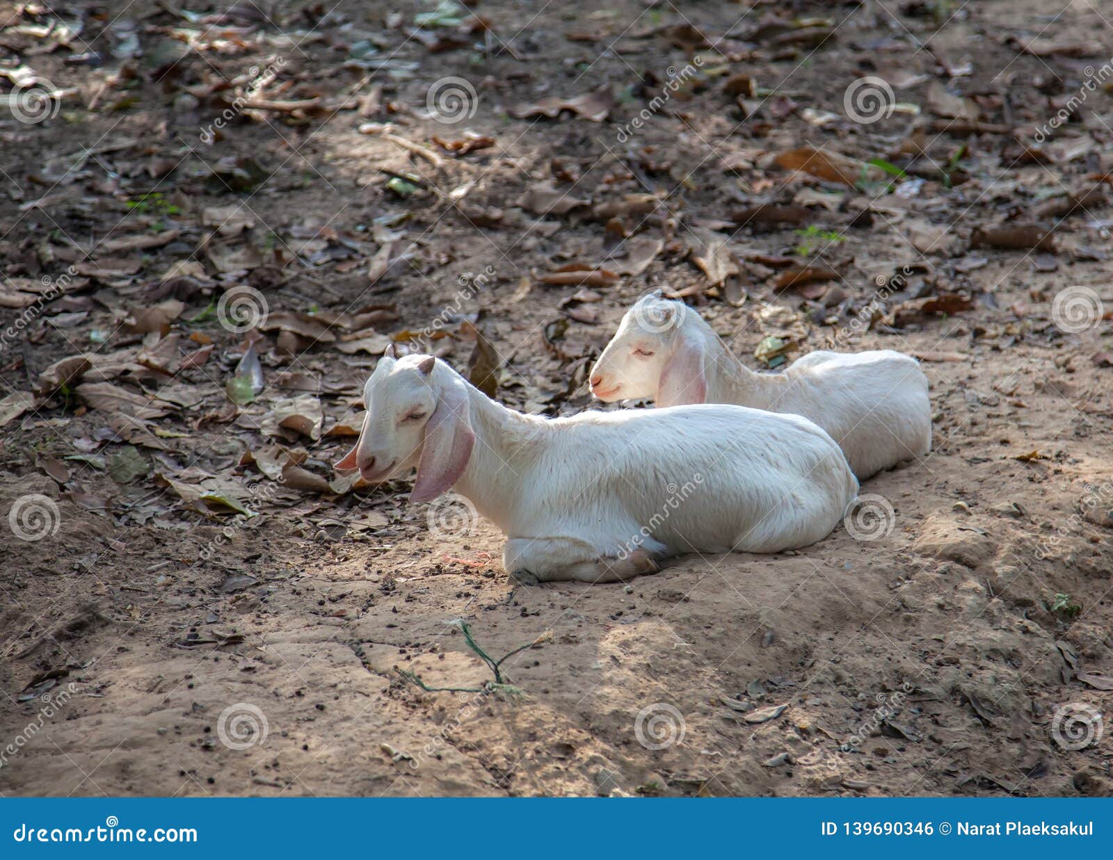Goats sat under the tree stock photo. Image of kids - 139690346