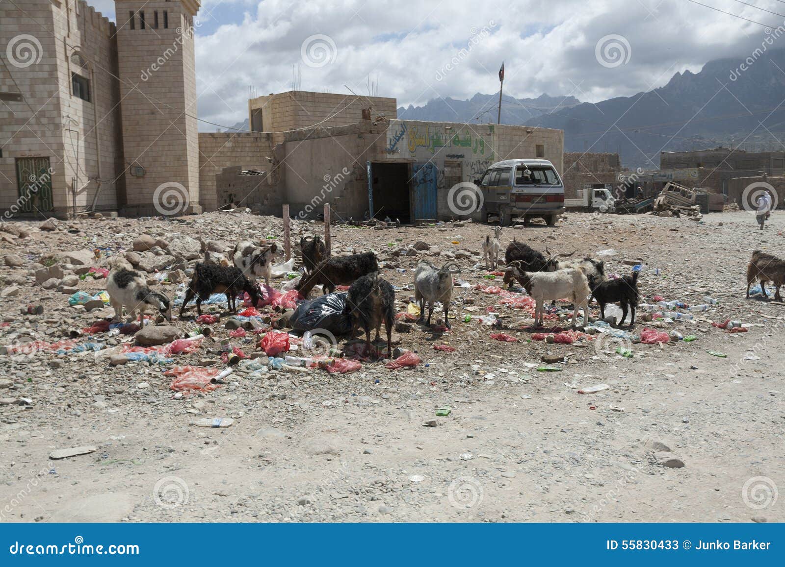 Goats Scavenging a Garbage Pit Editorial Stock Photo - Image of farm ...
