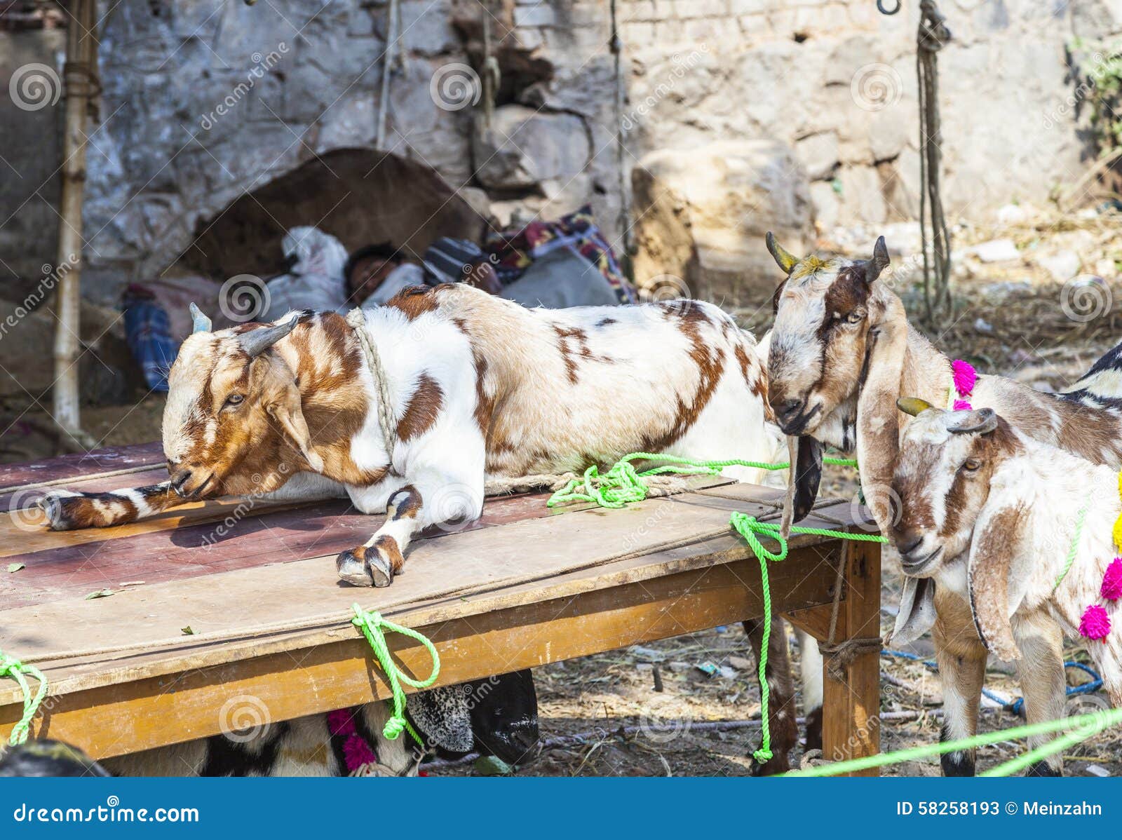 Goats for Selling at a Bazaar Stock Image - Image of herd, hump: 58258193