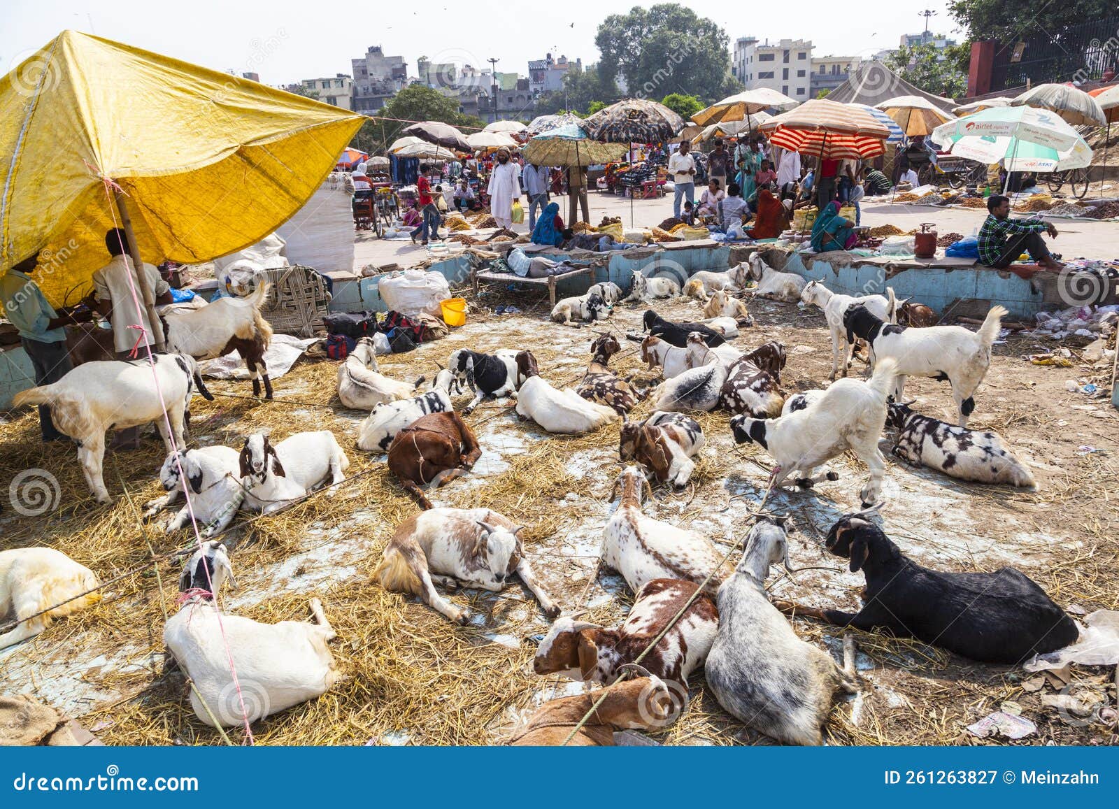 Goats for Selling at the Bazaar Editorial Photography - Image of ...