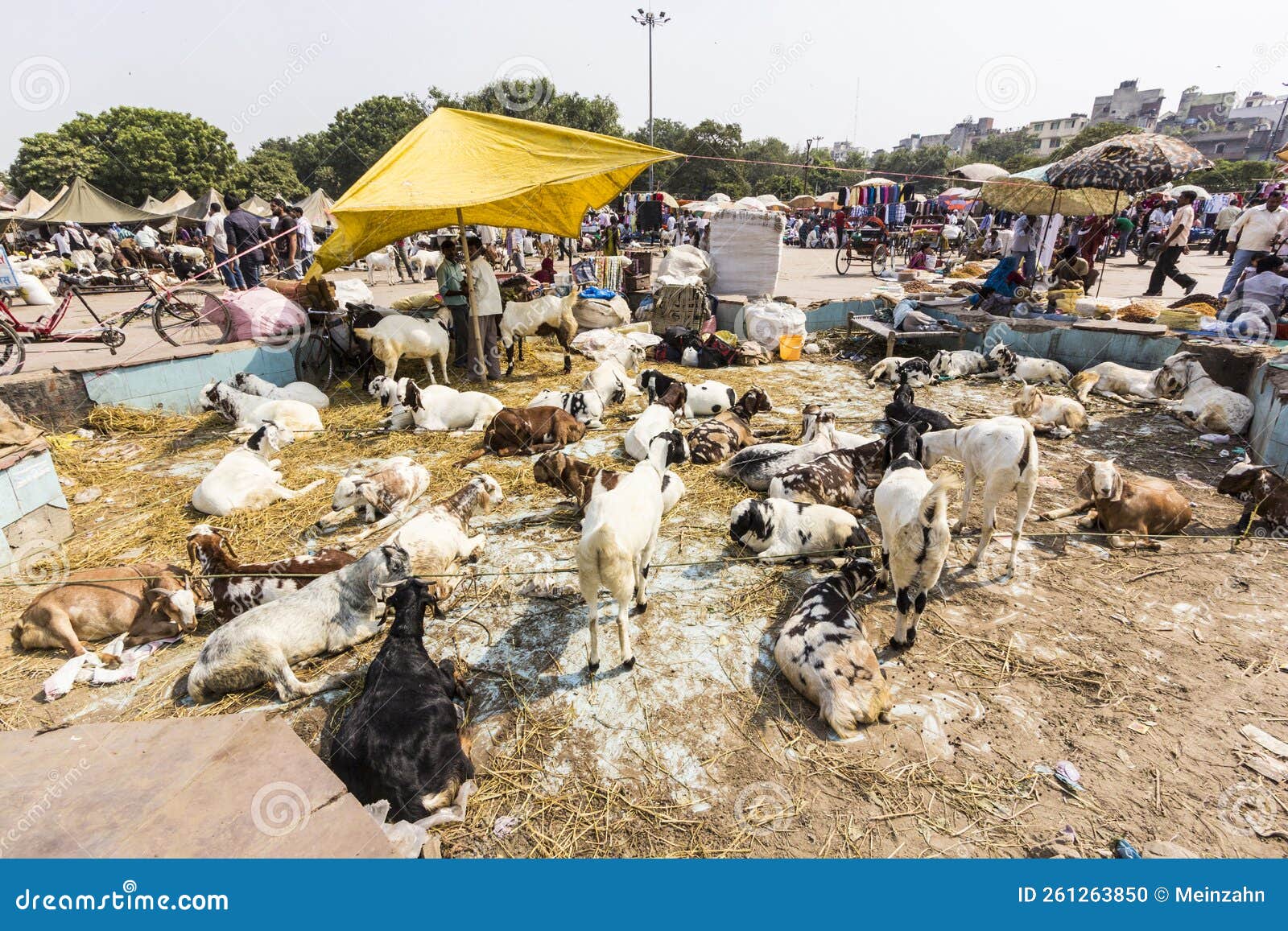 Goats for Selling at the Bazaar Editorial Image - Image of horn, cattle ...