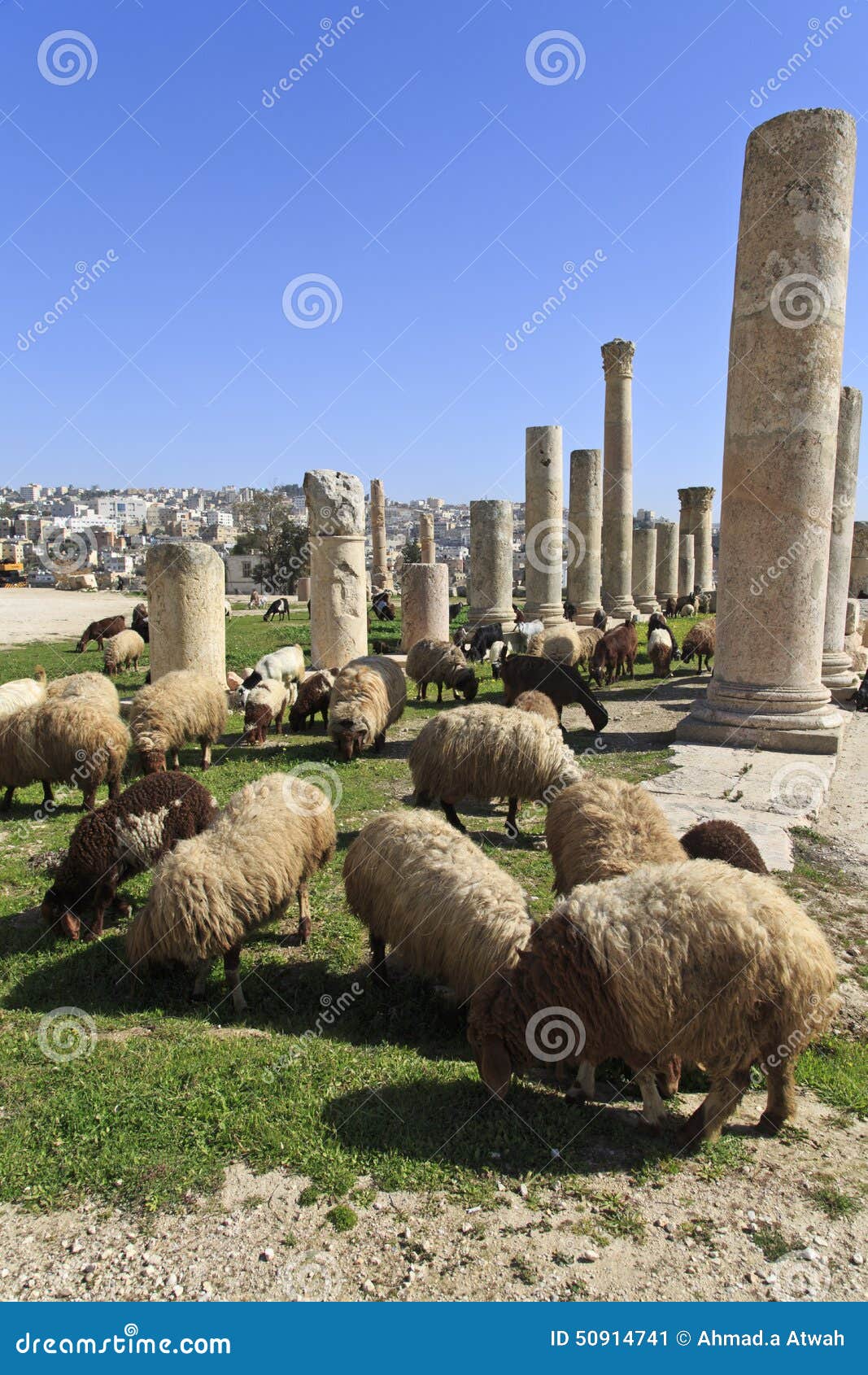 Goats & sheep stock image. Image of closeup, cute - 50914741