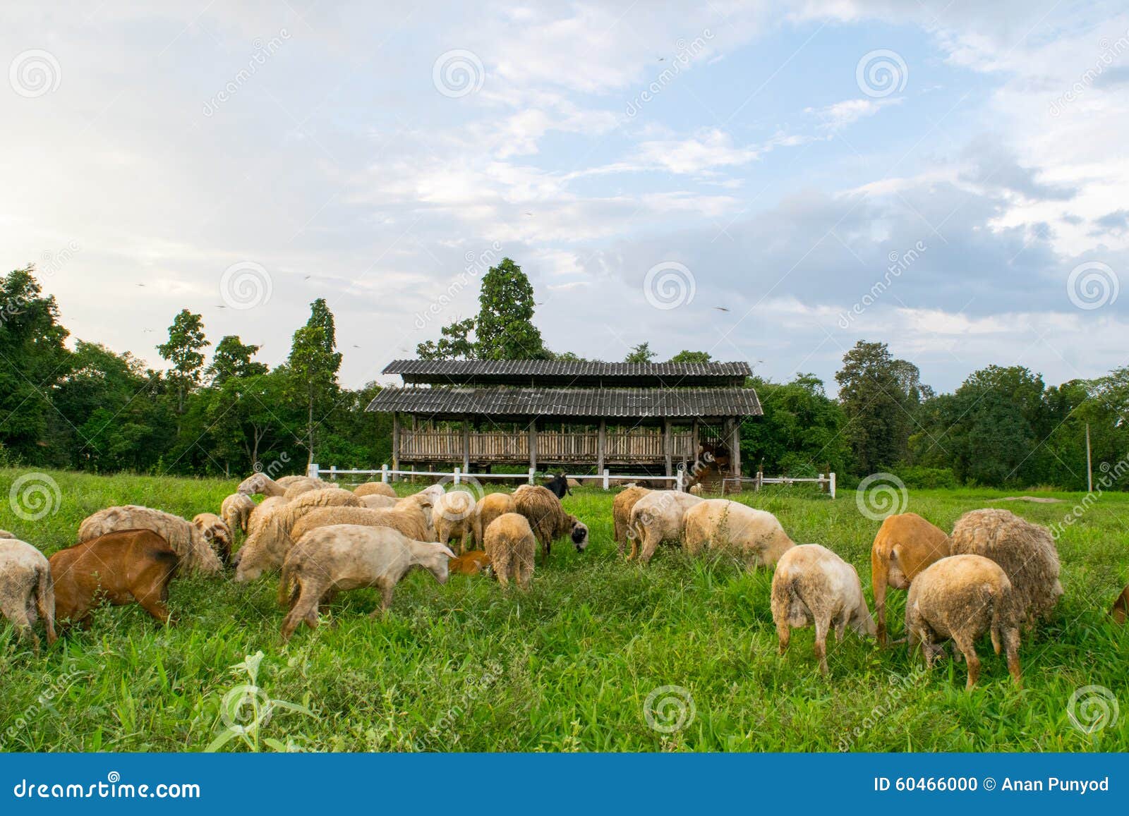 Goats and Sheep Eating on Meadow Grass in Farm Stock Photo - Image of ...