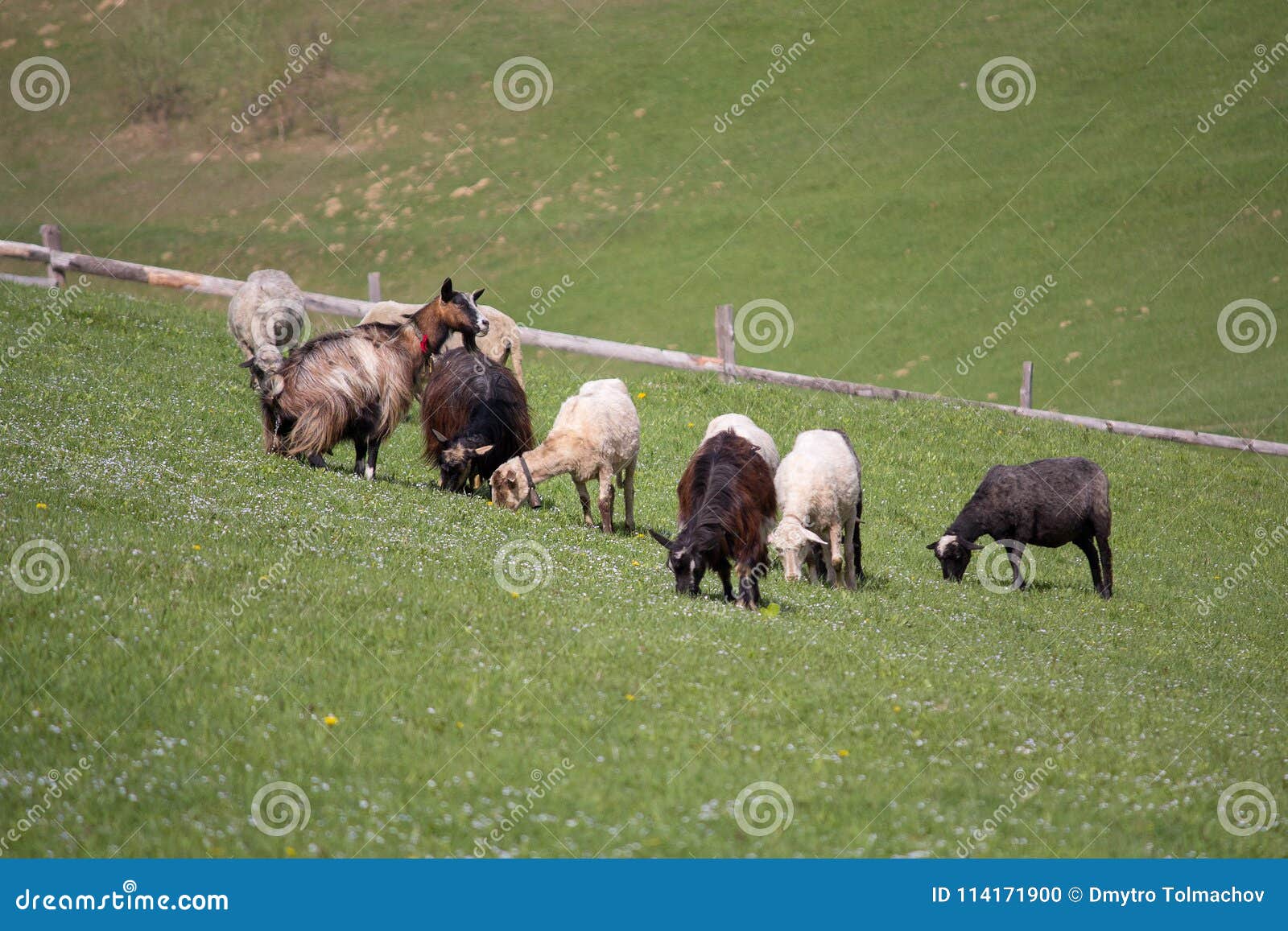 Goats and Sheep Graze on the Mountain Pasture Stock Photo - Image of ... Goats and Sheep Graze on the Mountain Pasture Stock Photo - Image of ...