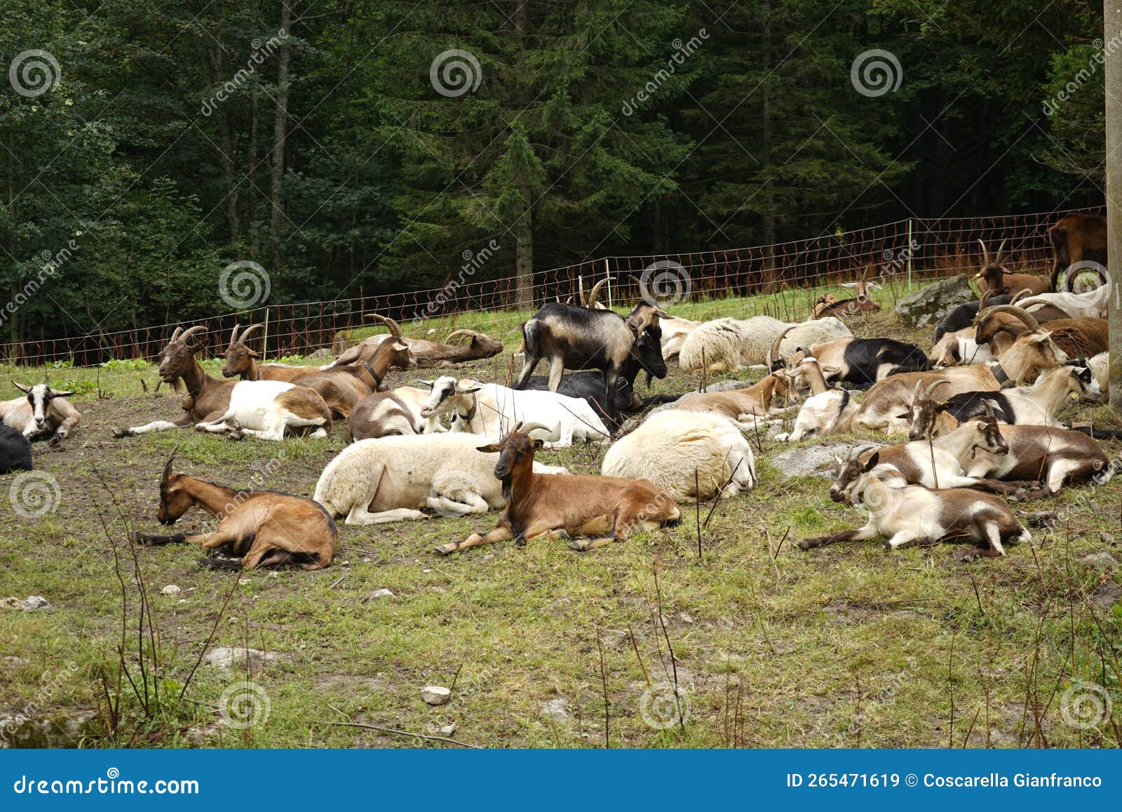 Goats and Sheep Rest in a Pasture Stock Image - Image of goat, mountain ...
