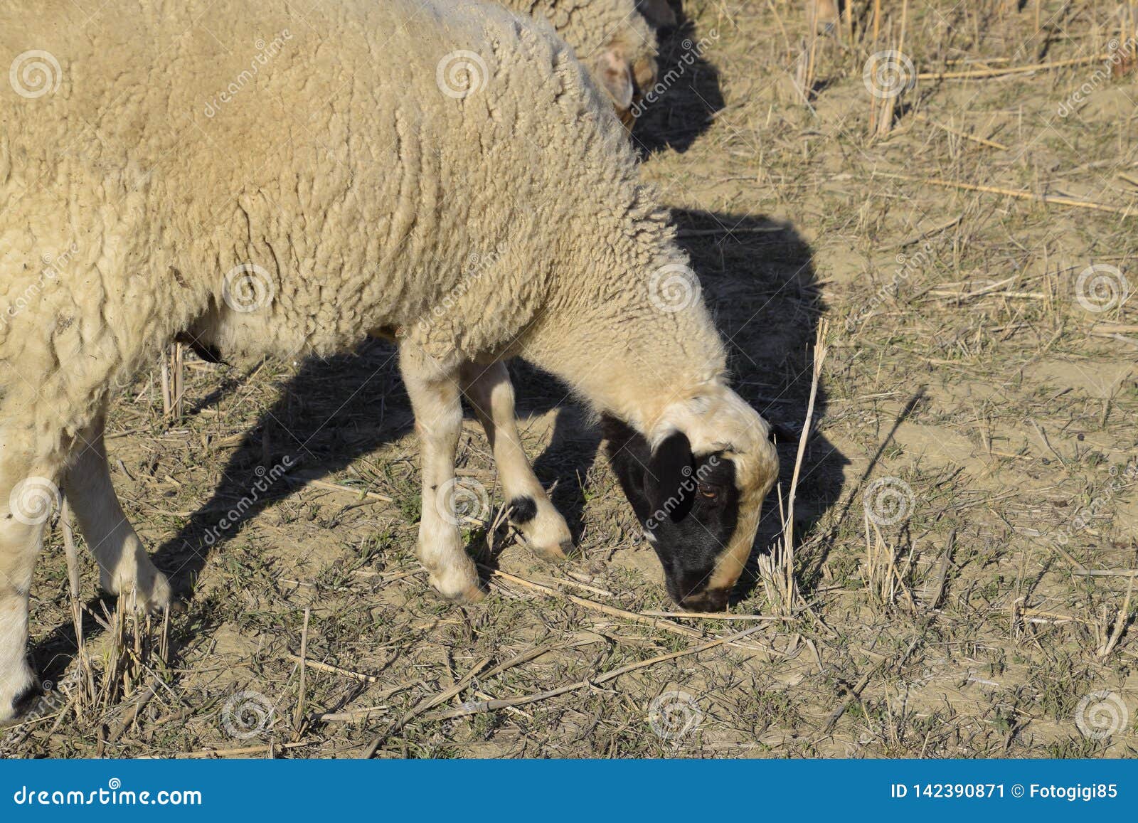 A Sheep And Two Small Lambs Side By Side In The Barn. White And Black ...