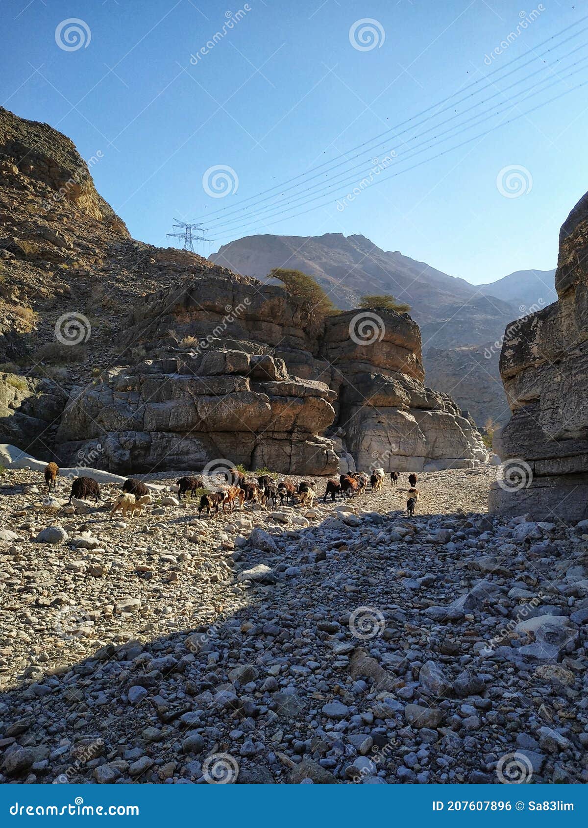 Goats and Sheep in the Wadi , Oman Stock Photo - Image of coast ...