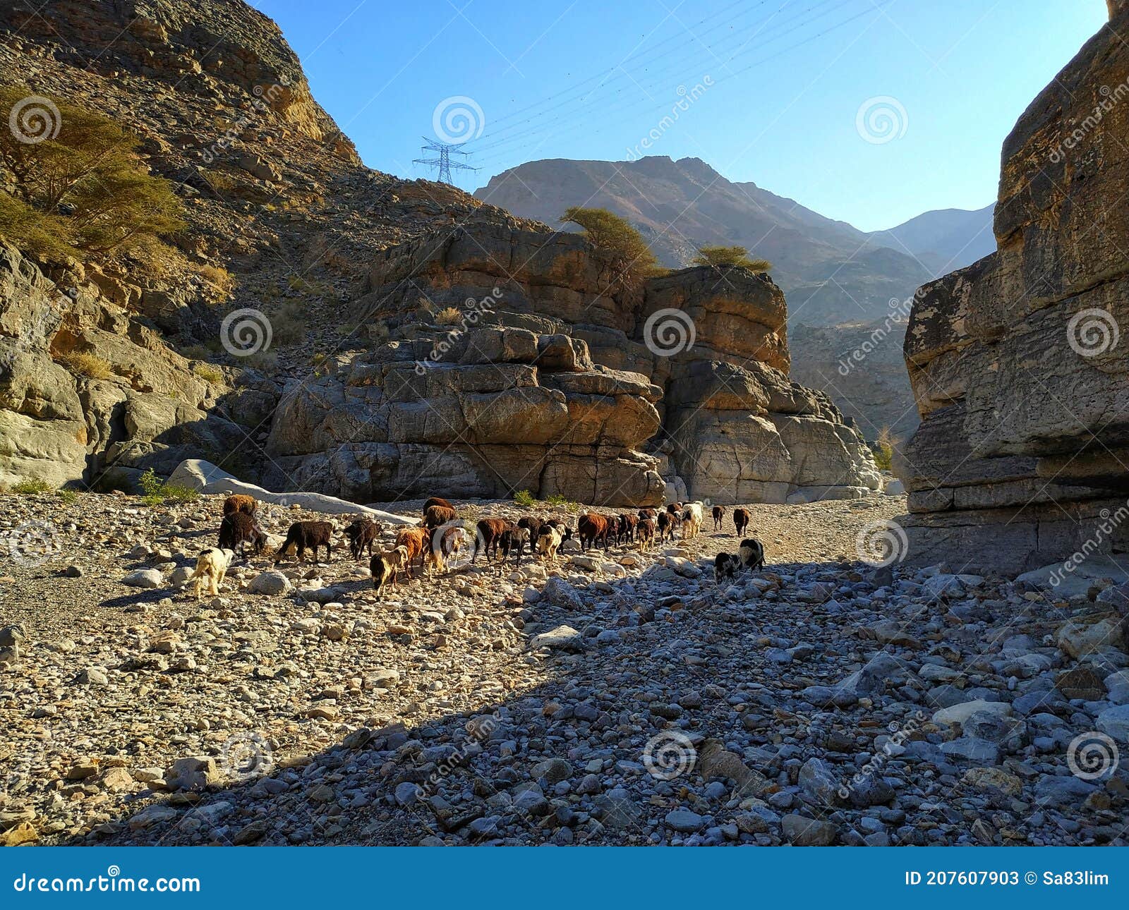 Goats and Sheep in the Wadi , Oman Stock Image - Image of mountain ...