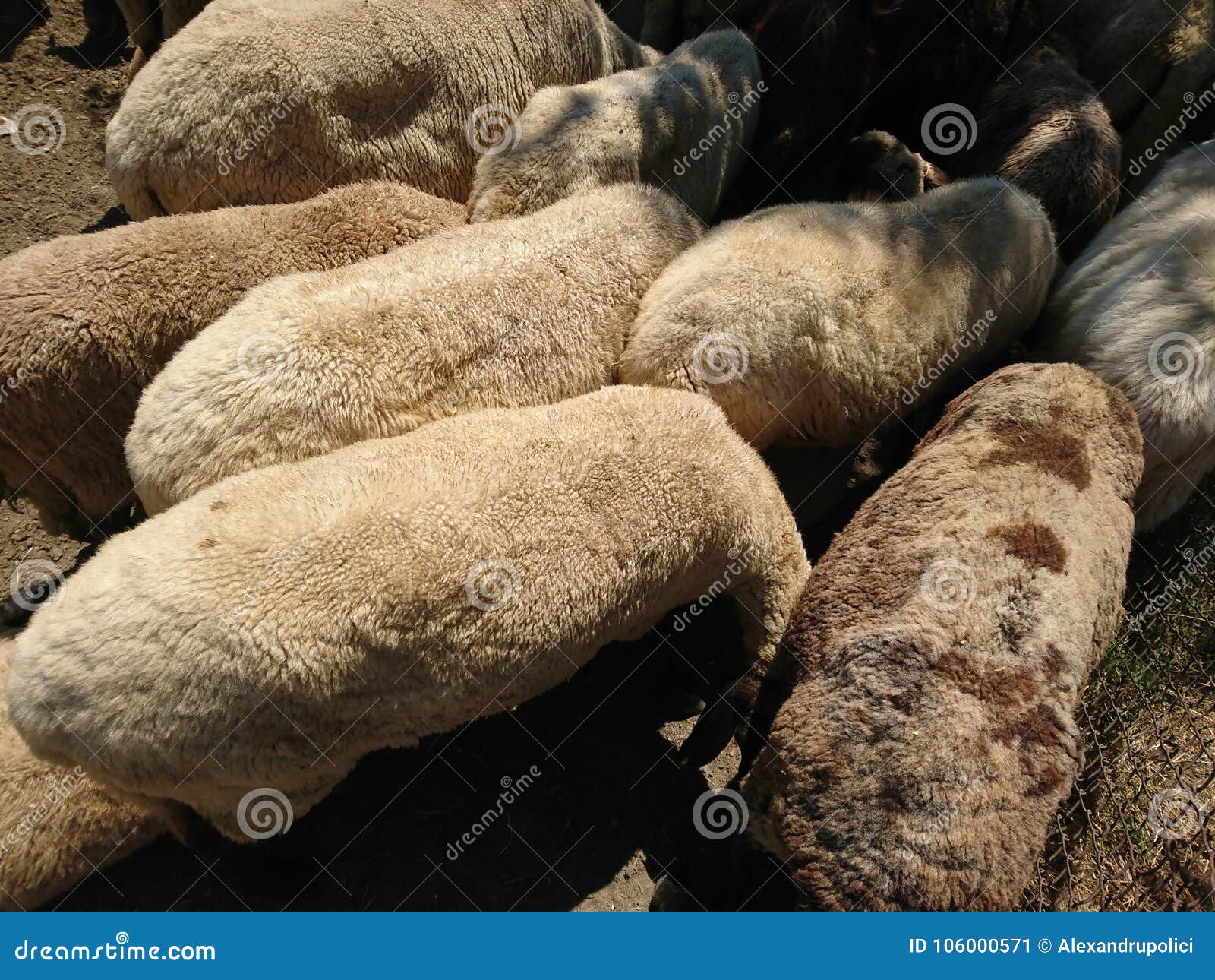 Goats and Sheep Wool Texture Stock Image - Image of enjoying, shades ...